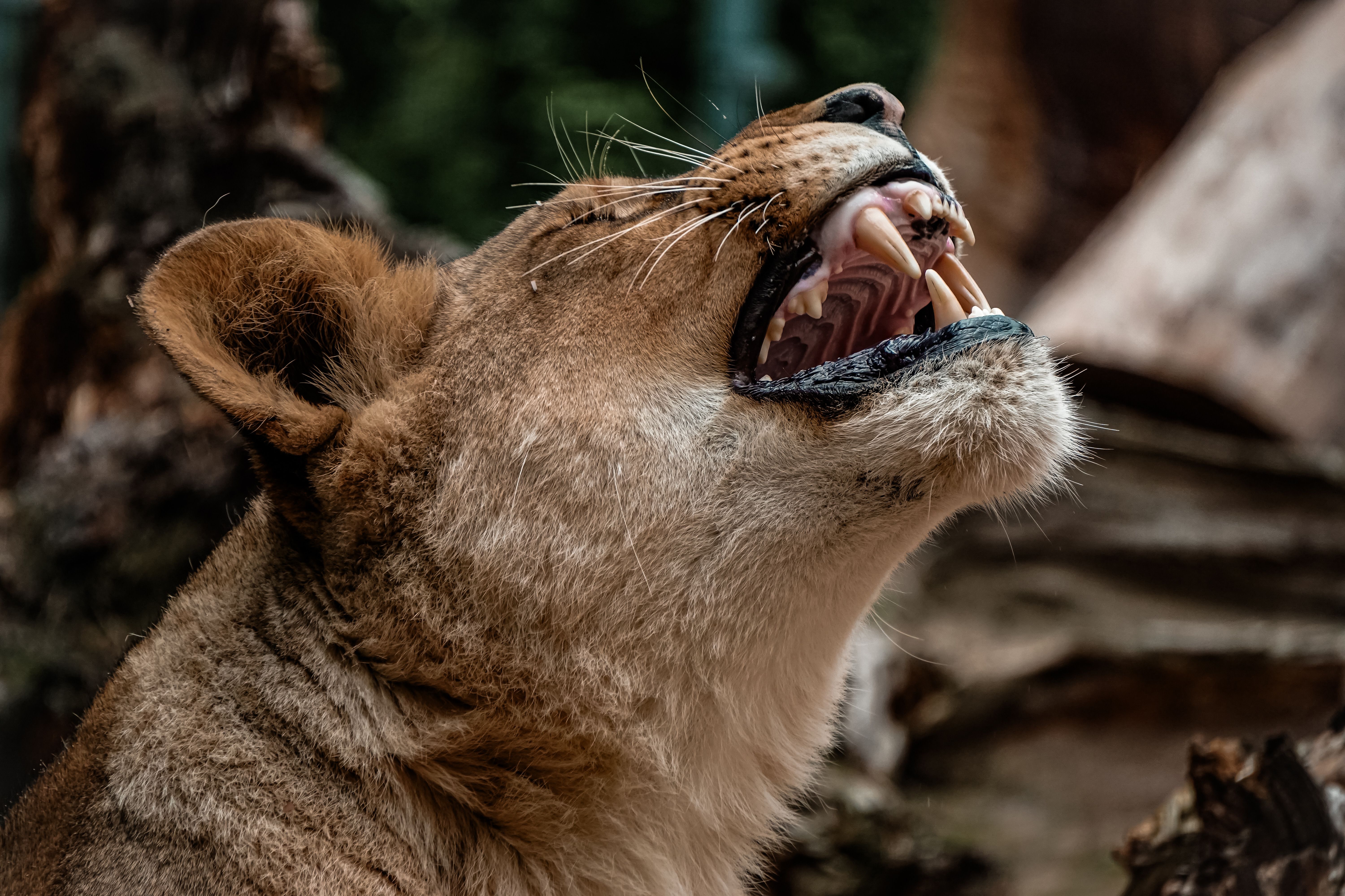 Lion Roaring Inside Cager · Free Stock Photo