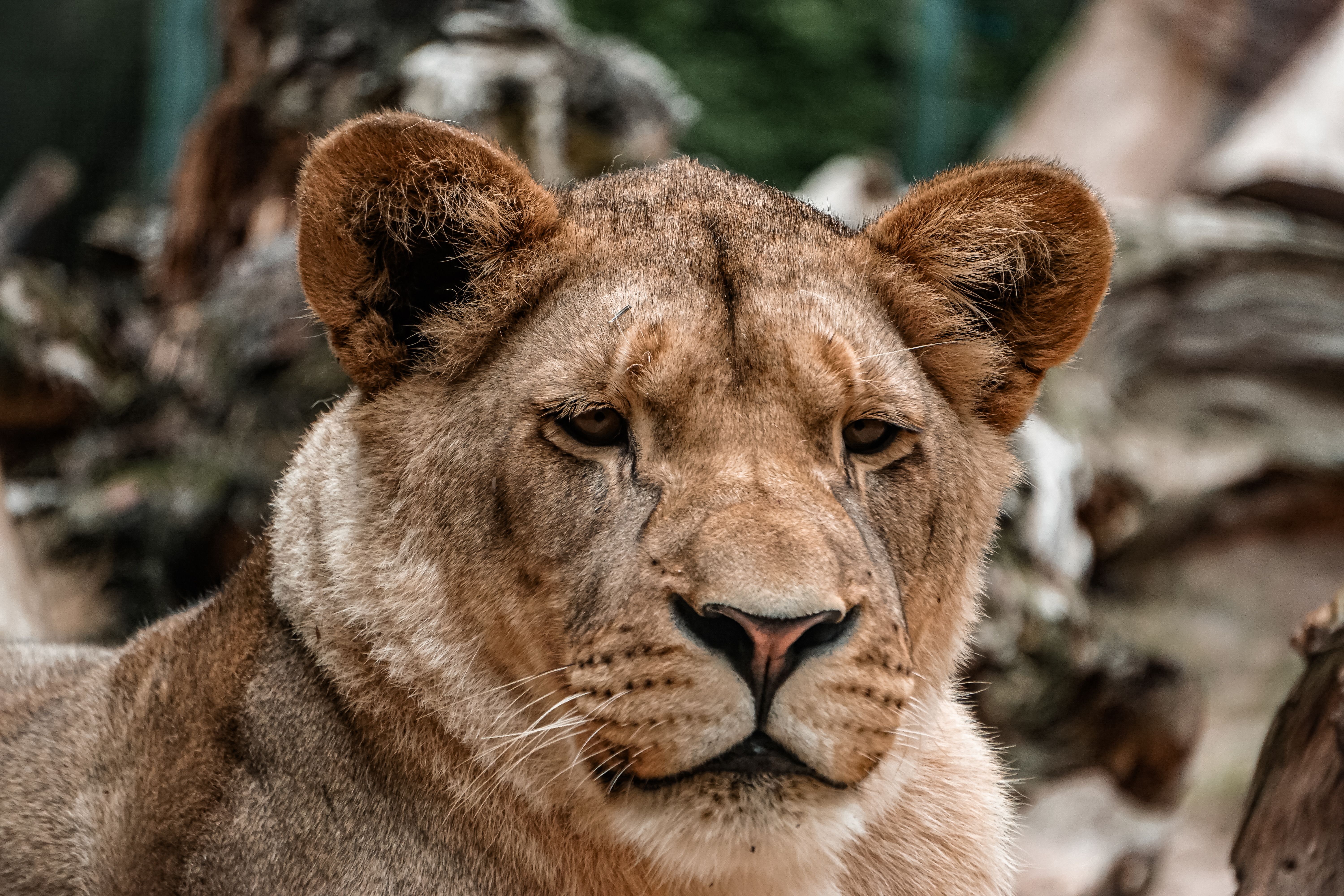 A lion is looking at the camera in a zoo · Free Stock Photo