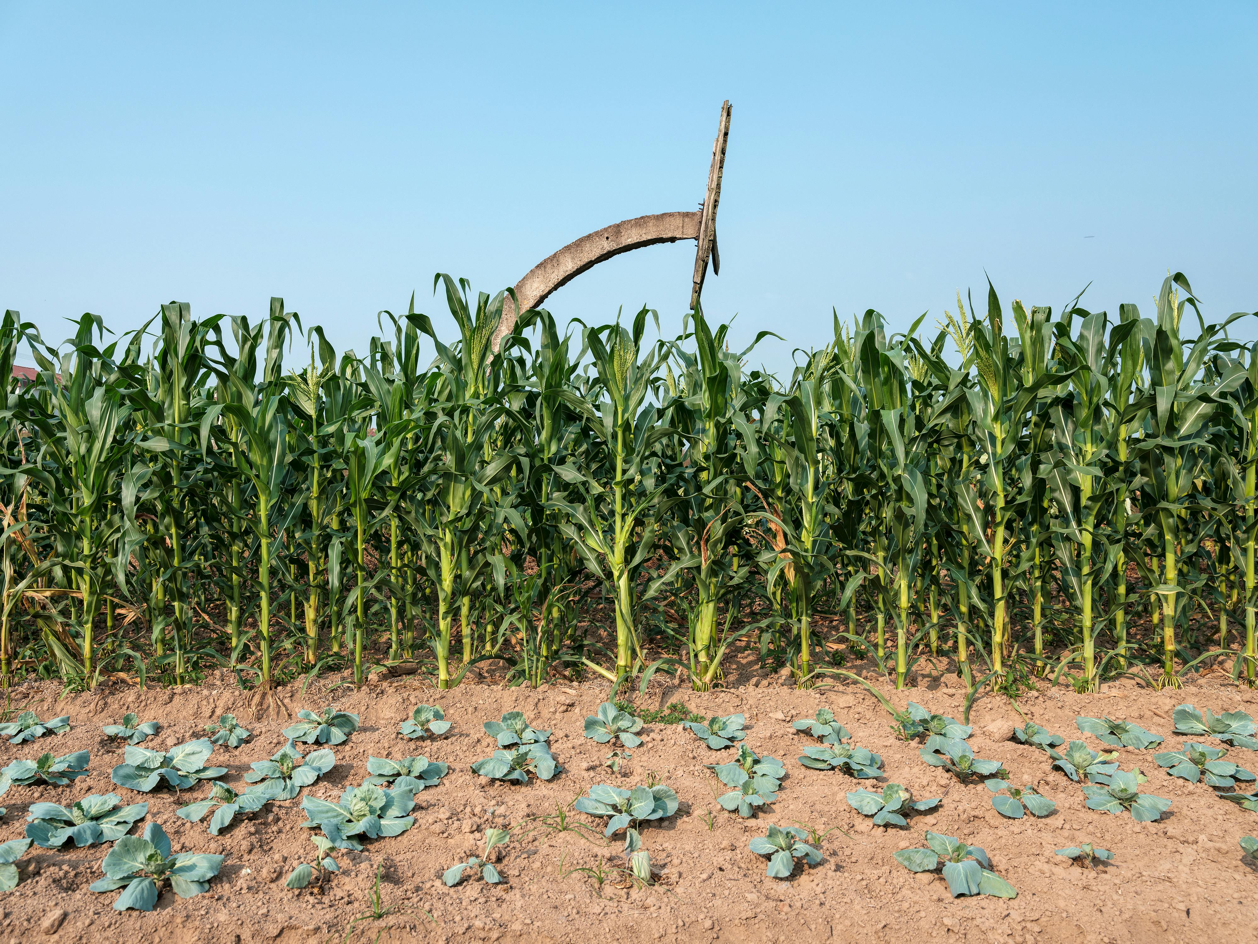 Scythe on a Field · Free Stock Photo