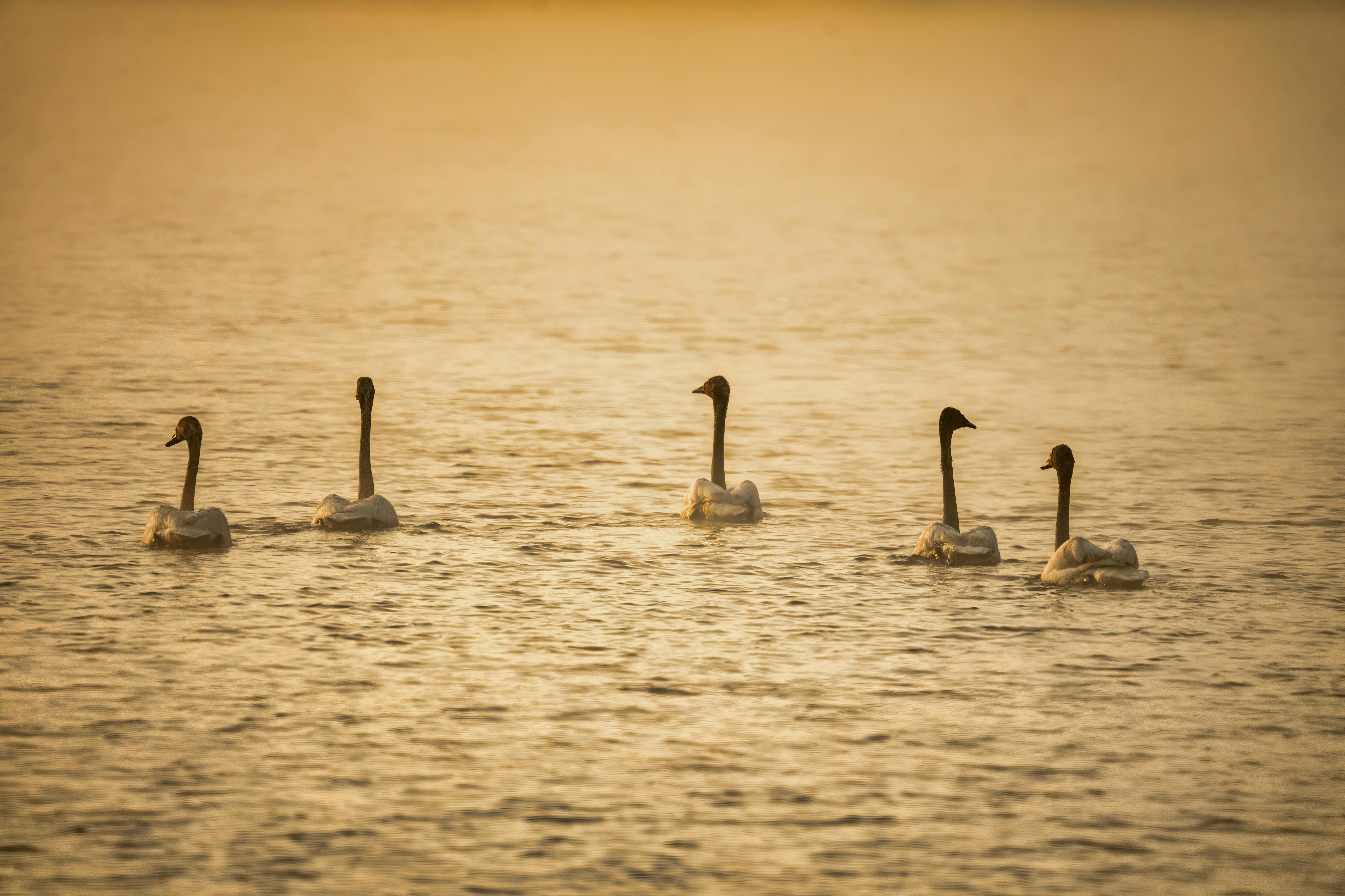 Birds Swimming in Water · Free Stock Photo