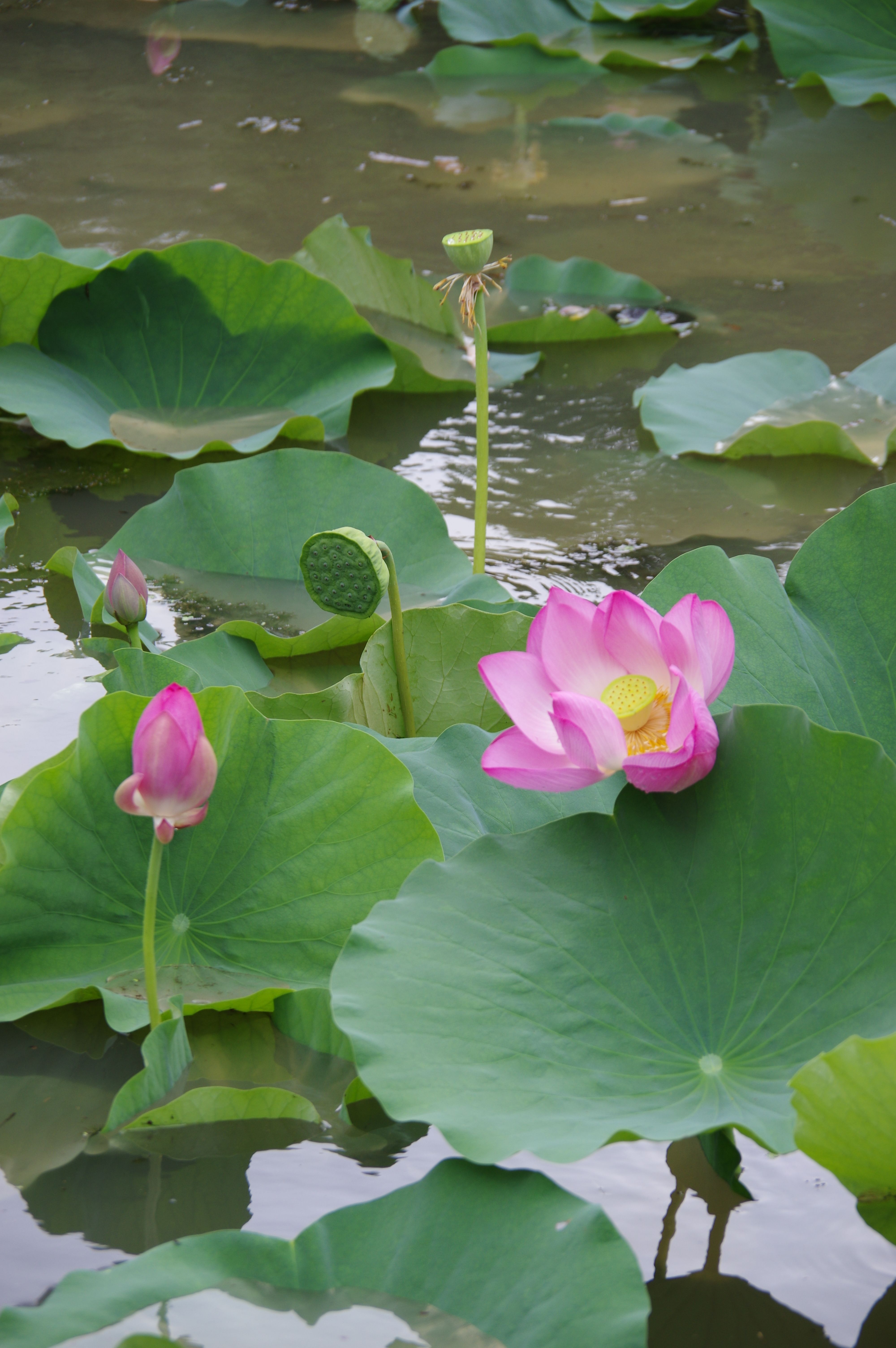 Lotus Flower in Dirty Water · Free Stock Photo