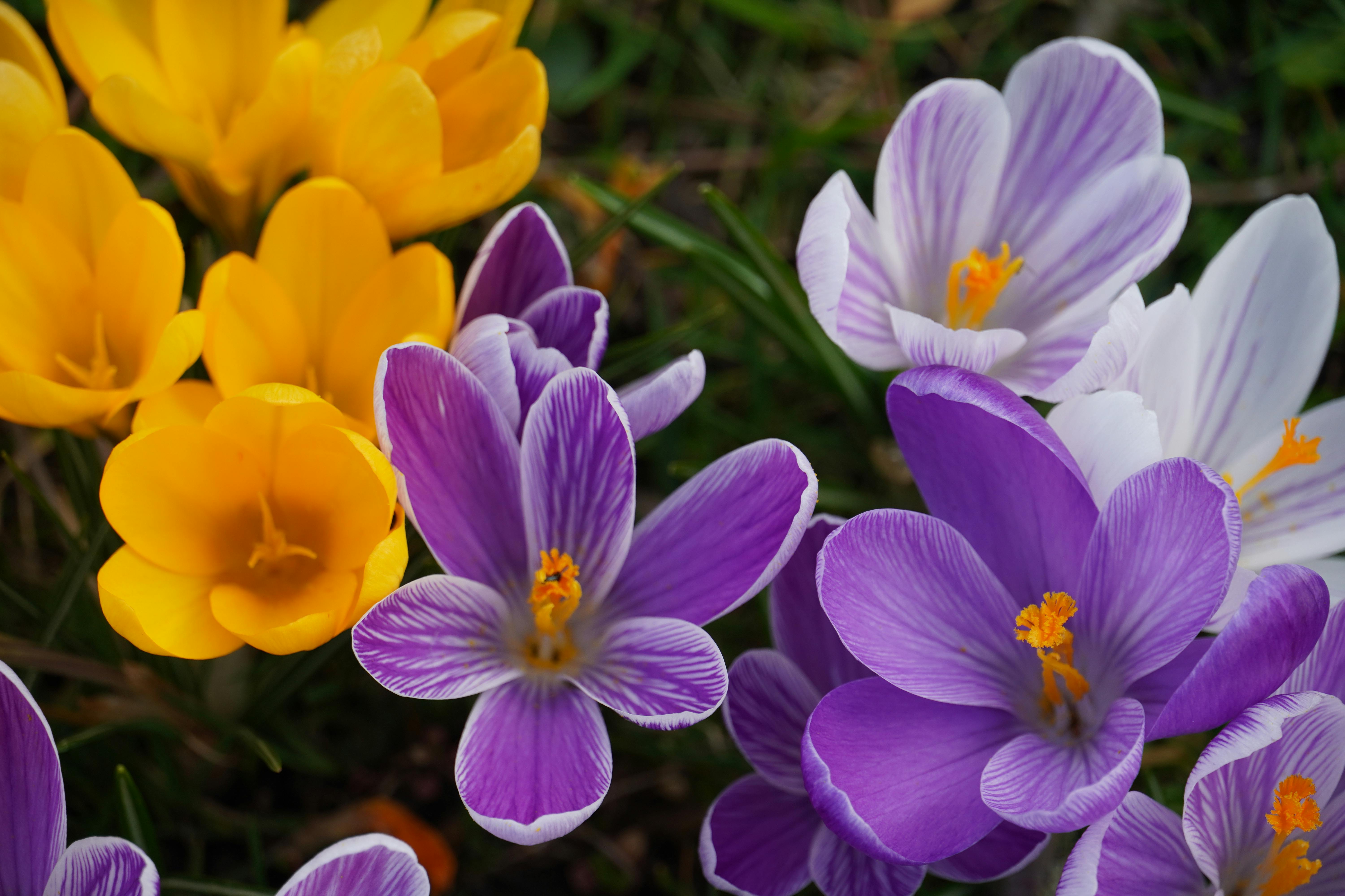 Close-up of Purple and Yellow Crocuses · Free Stock Photo
