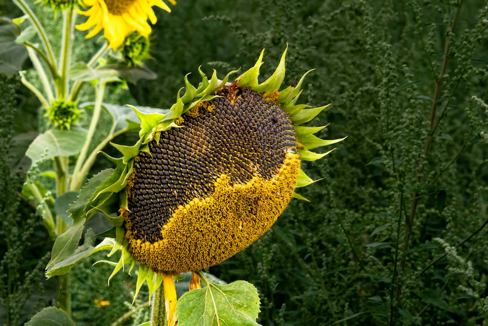 Sunflower With Seeds Photos, Download The BEST Free Sunflower With ...