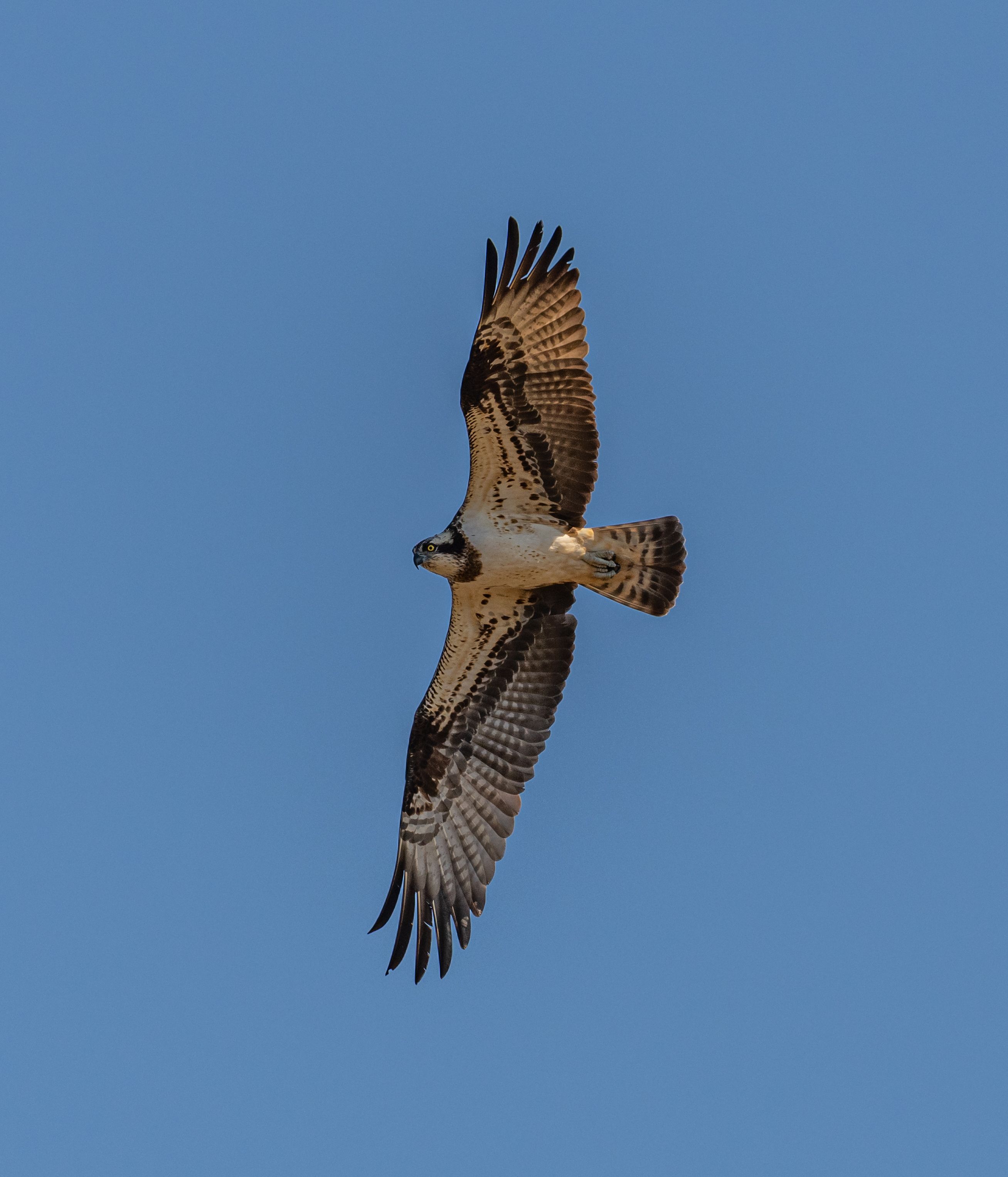 Predator Bird Flying · Free Stock Photo