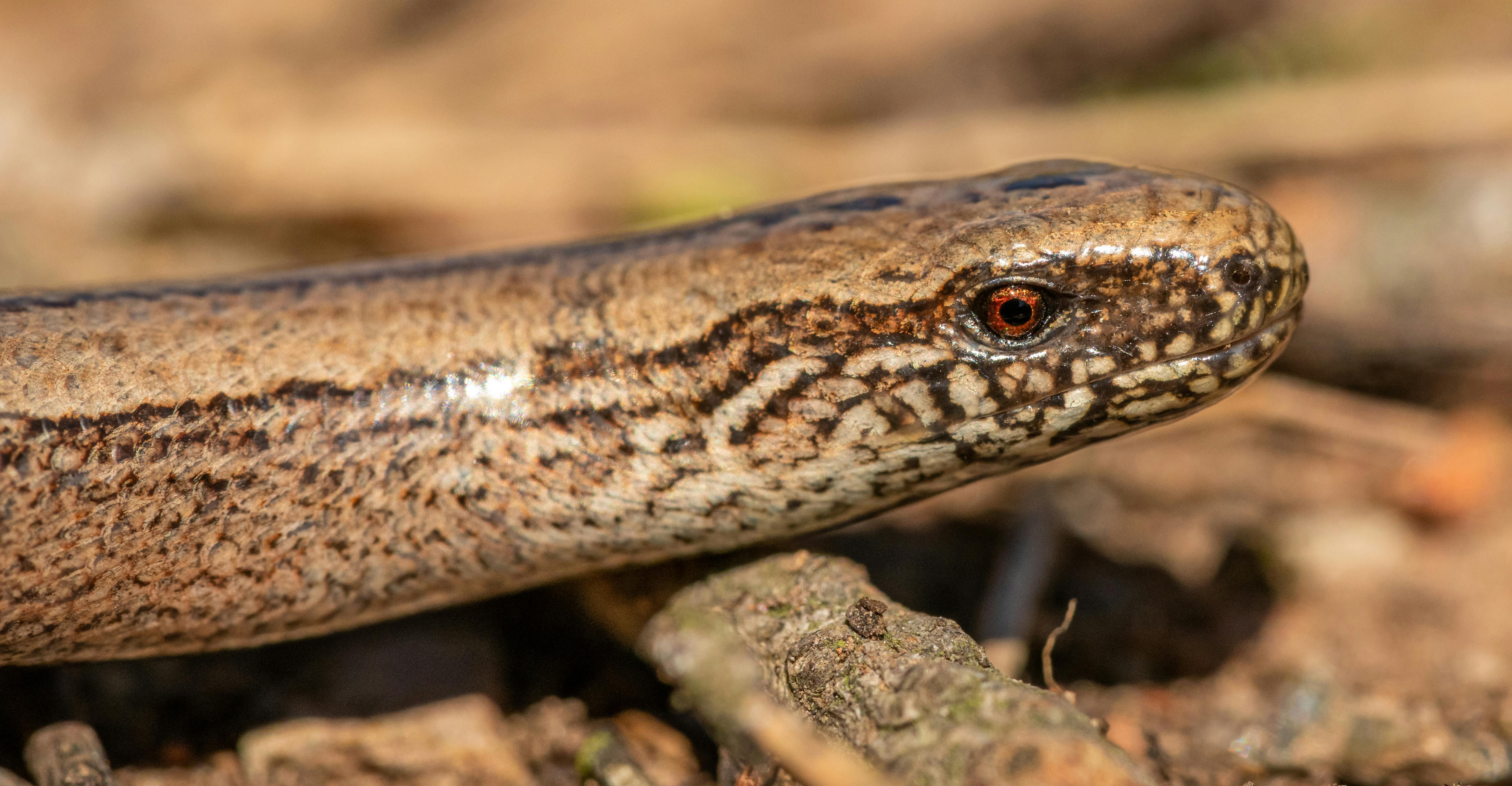 Close up of Slow Worm · Free Stock Photo