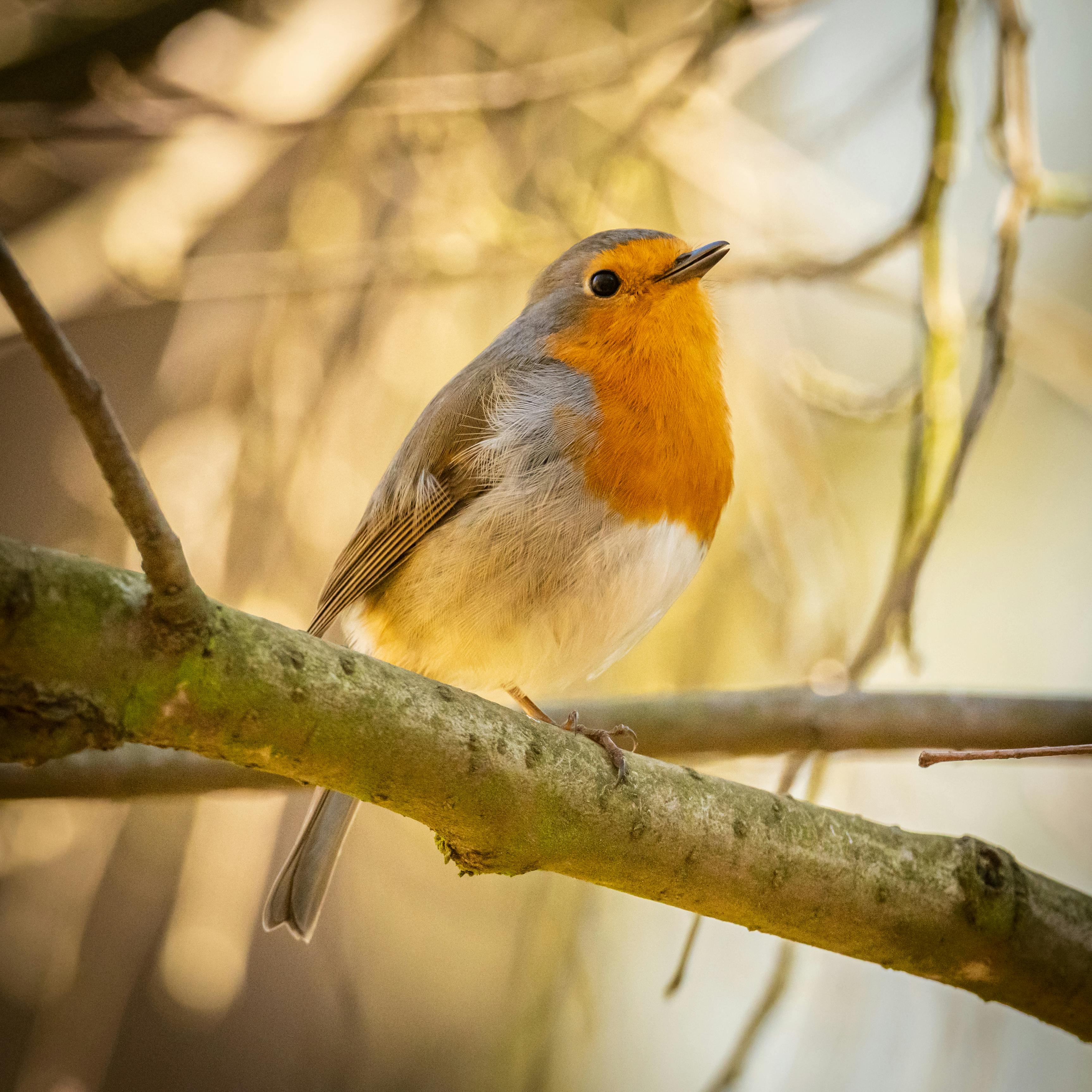 Close up of European Robin · Free Stock Photo