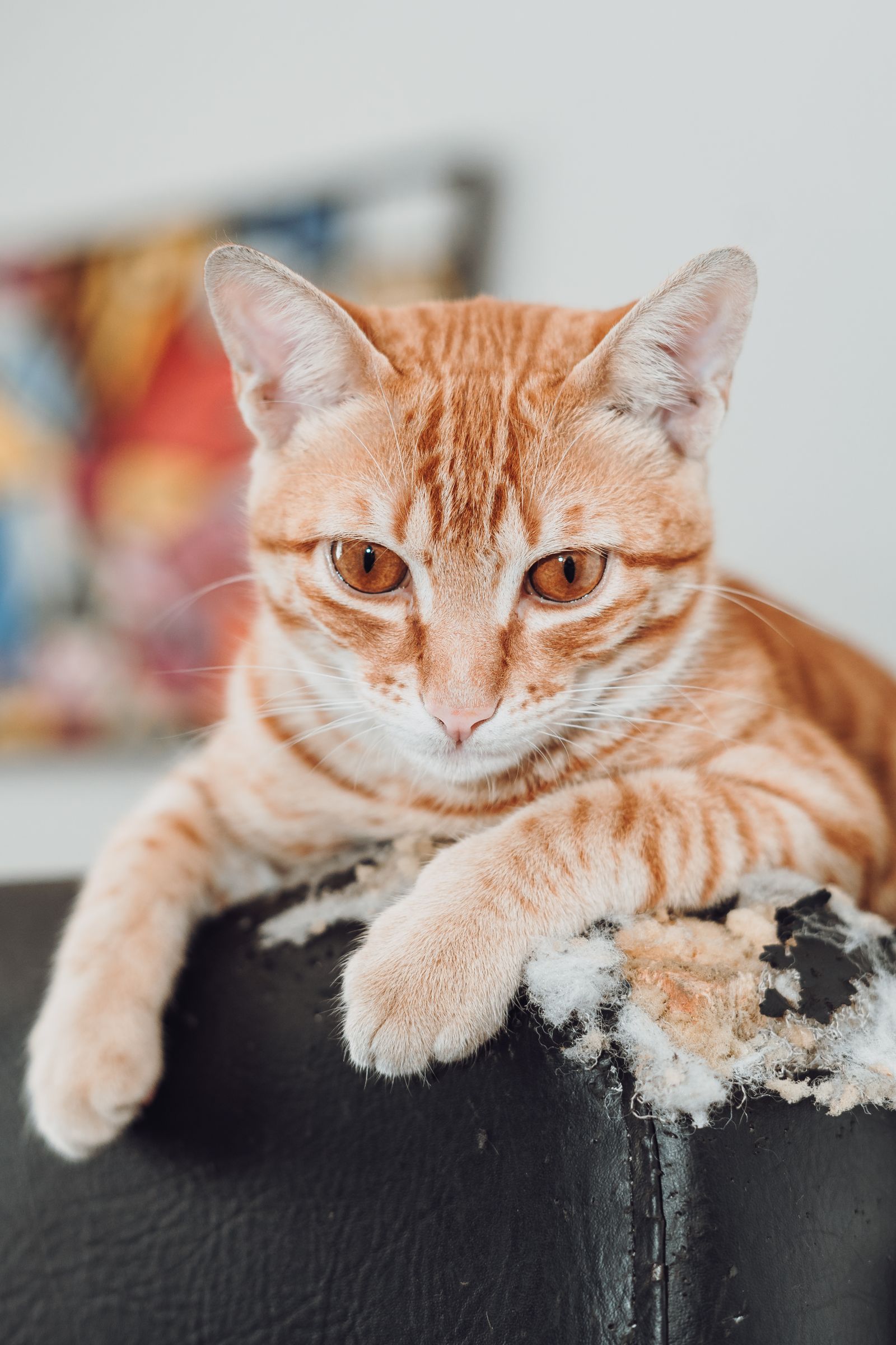 Cat On Couch Photos, Download The BEST Free Cat On Couch Stock Photos ...