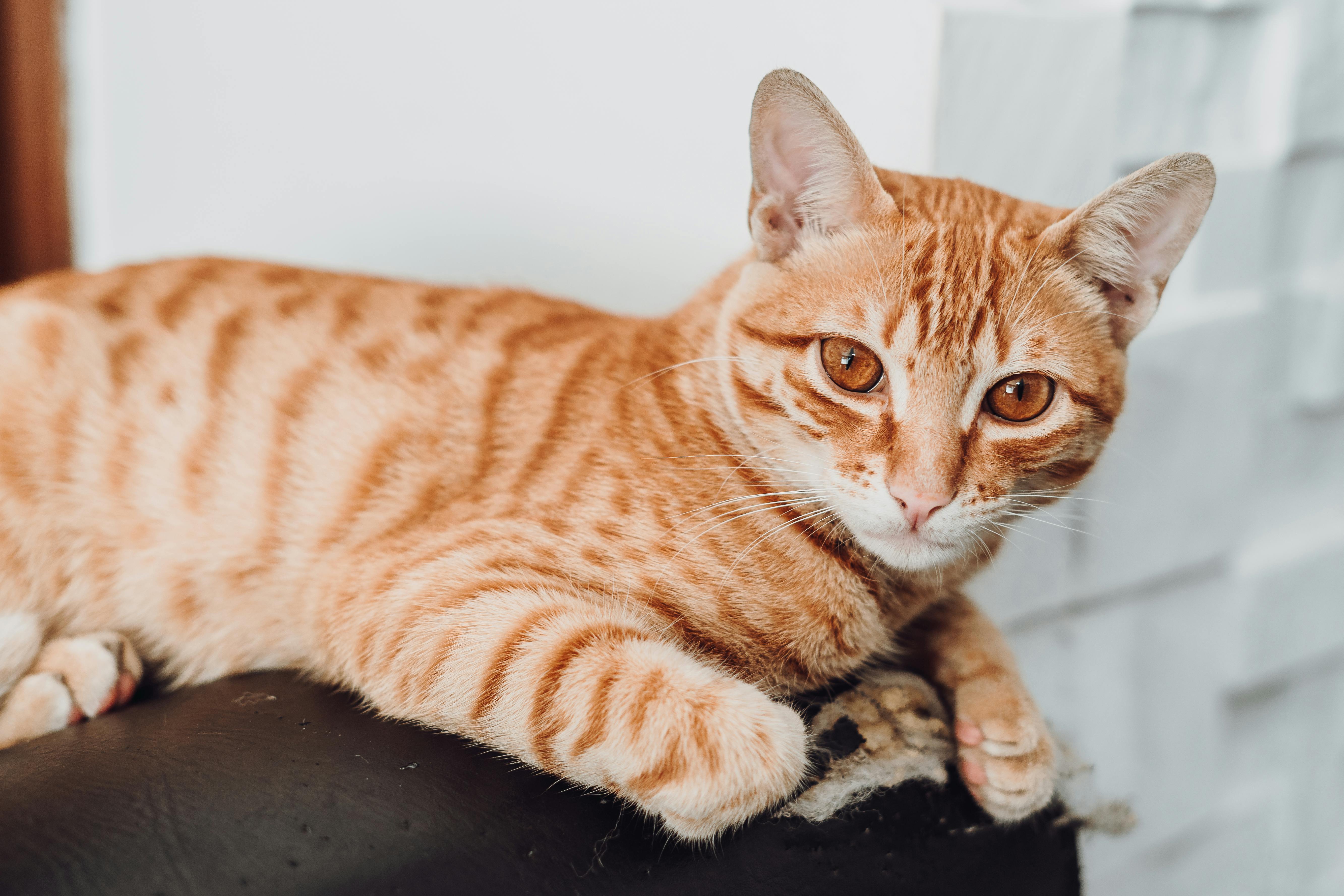 Fluffy Photos, Download The BEST Free Fluffy Stock Photos & HD Images