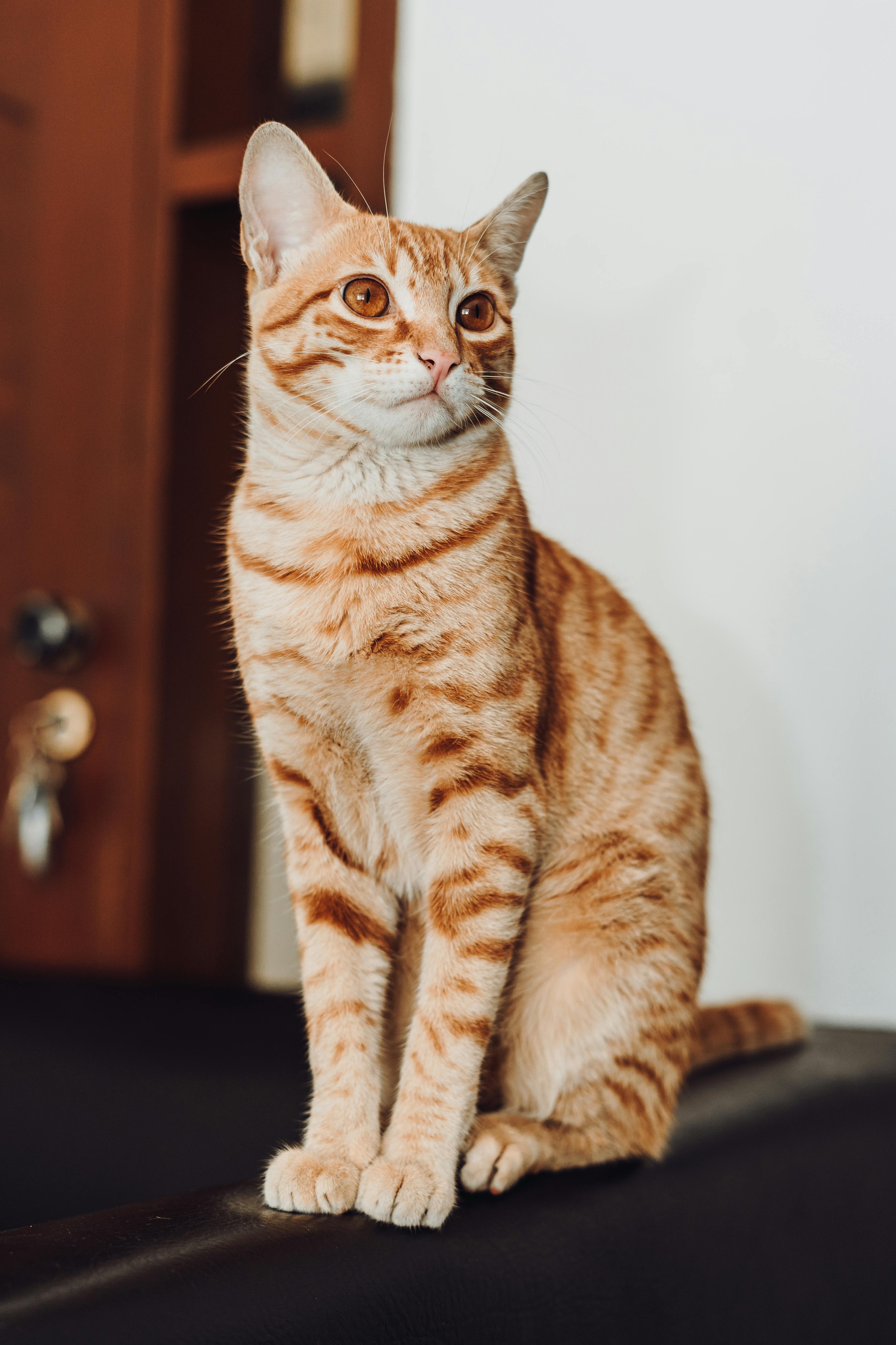 Ginger Cat in Apartment · Free Stock Photo