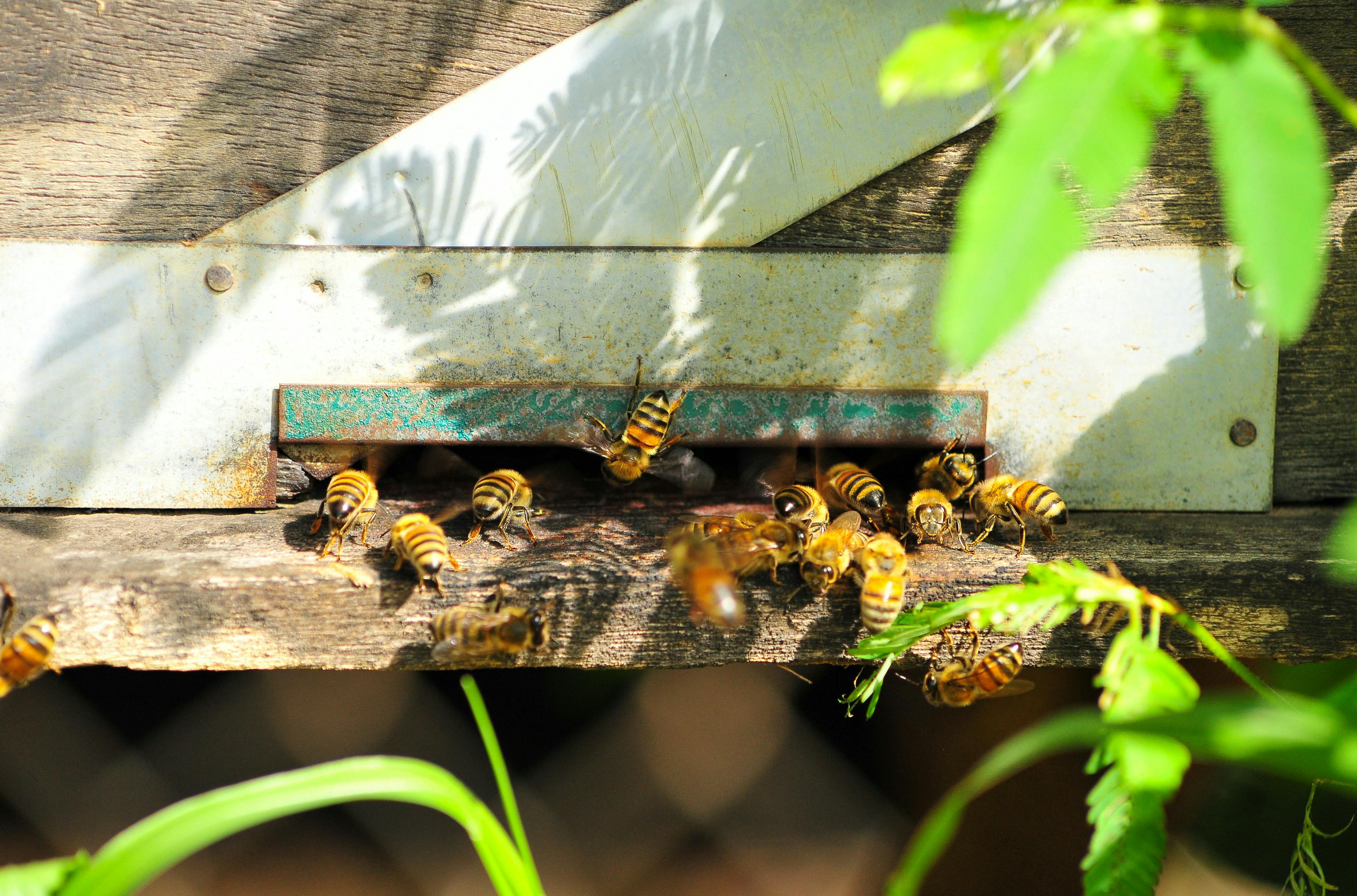 Close up of Bees in Beehive Entrance · Free Stock Photo