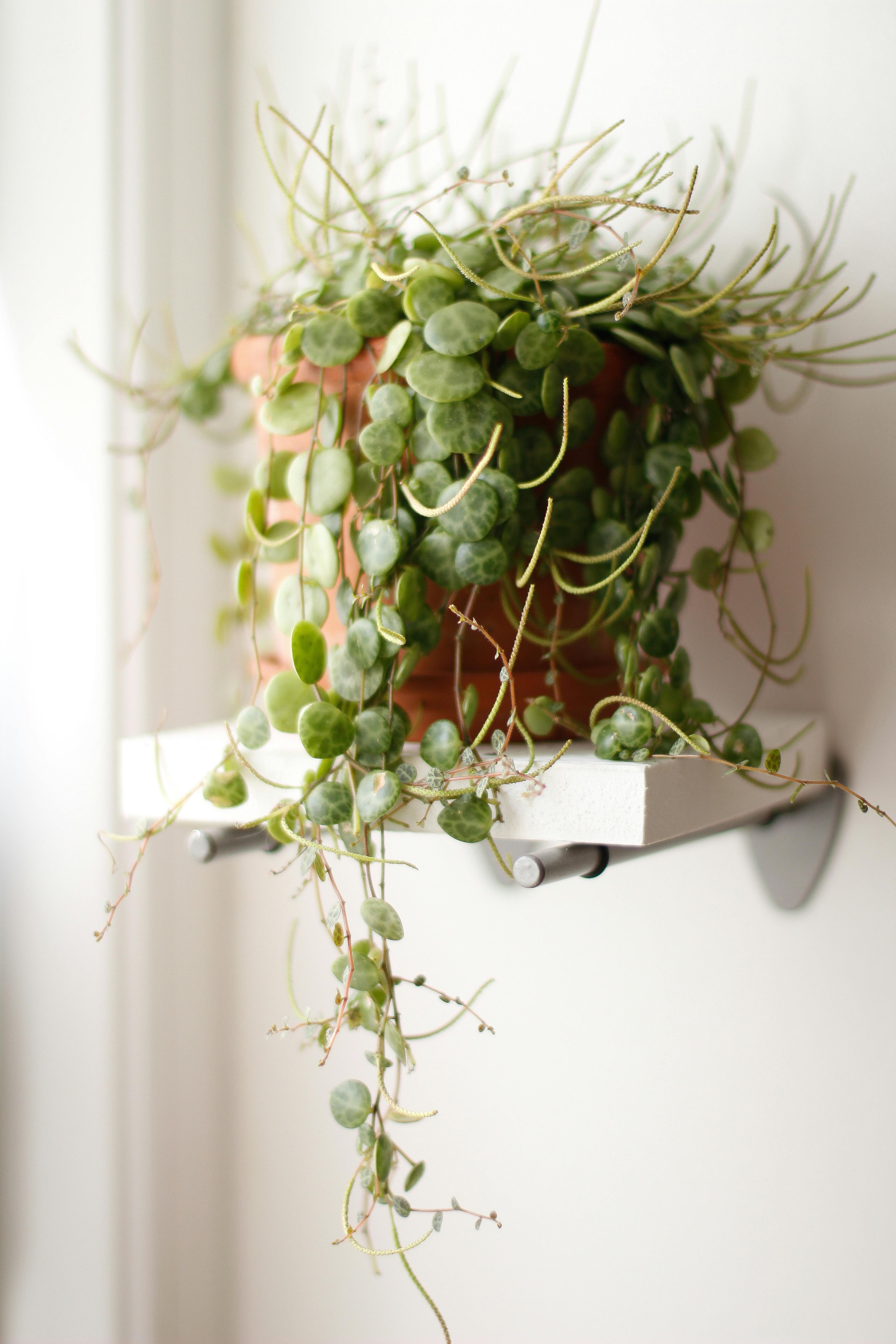 Black Wooden Shelves · Free Stock Photo