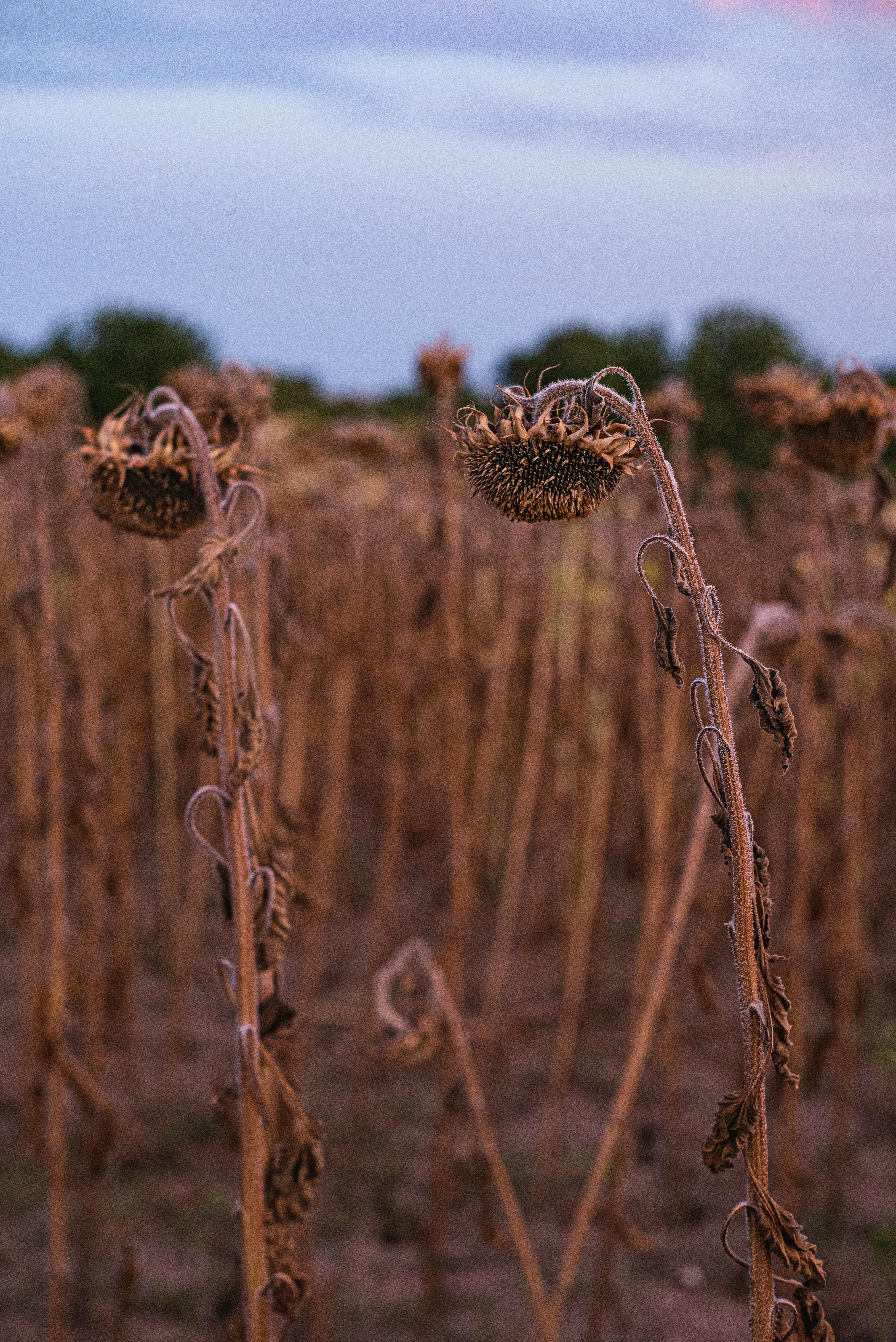 Crop Texturas Photos, Download The BEST Free Crop Texturas Stock Photos ...