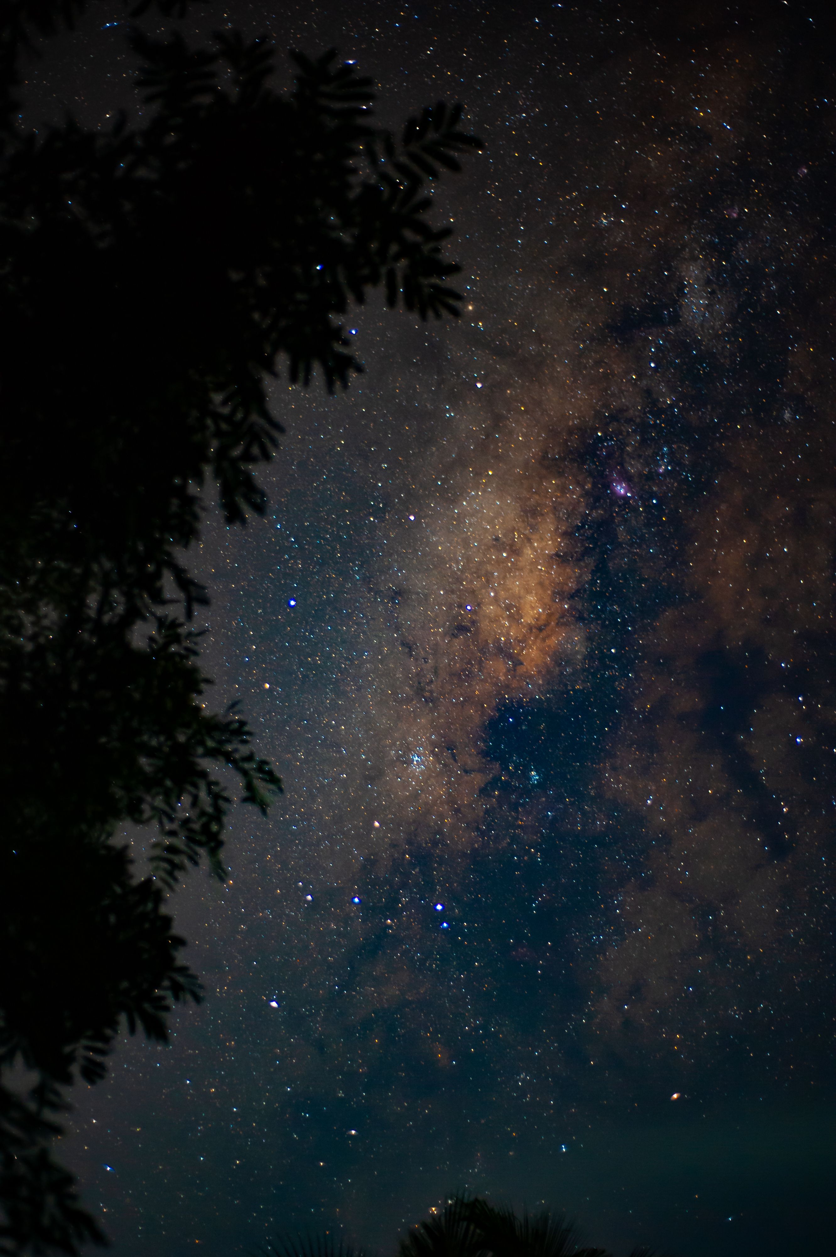 Low-angle Photography of Trees Under Stars at Night · Free Stock Photo
