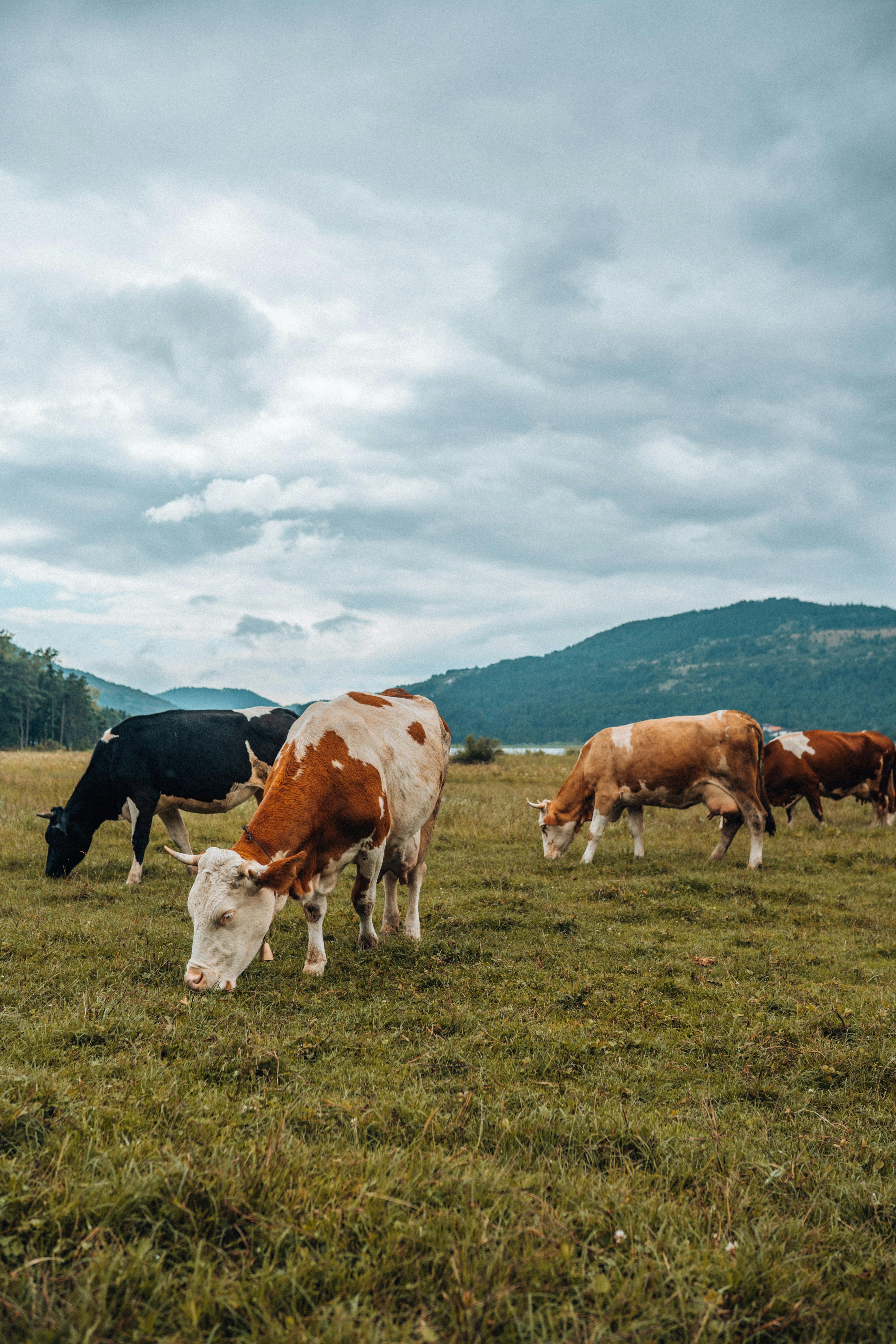 Cows in Pasture · Free Stock Photo
