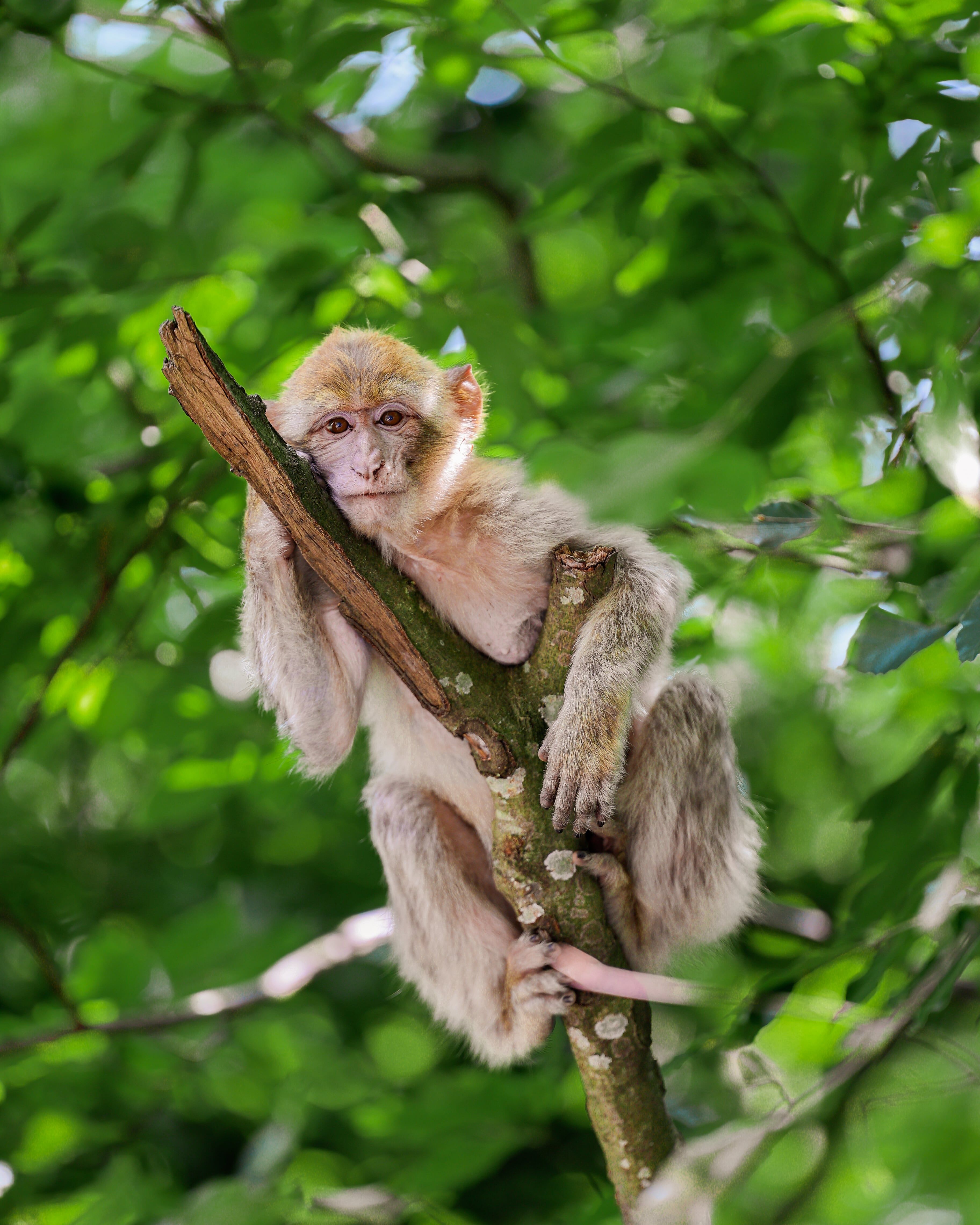 Black Lion-Tailed Macaque Monkey Sitting on a Tree Stump · Free Stock Photo