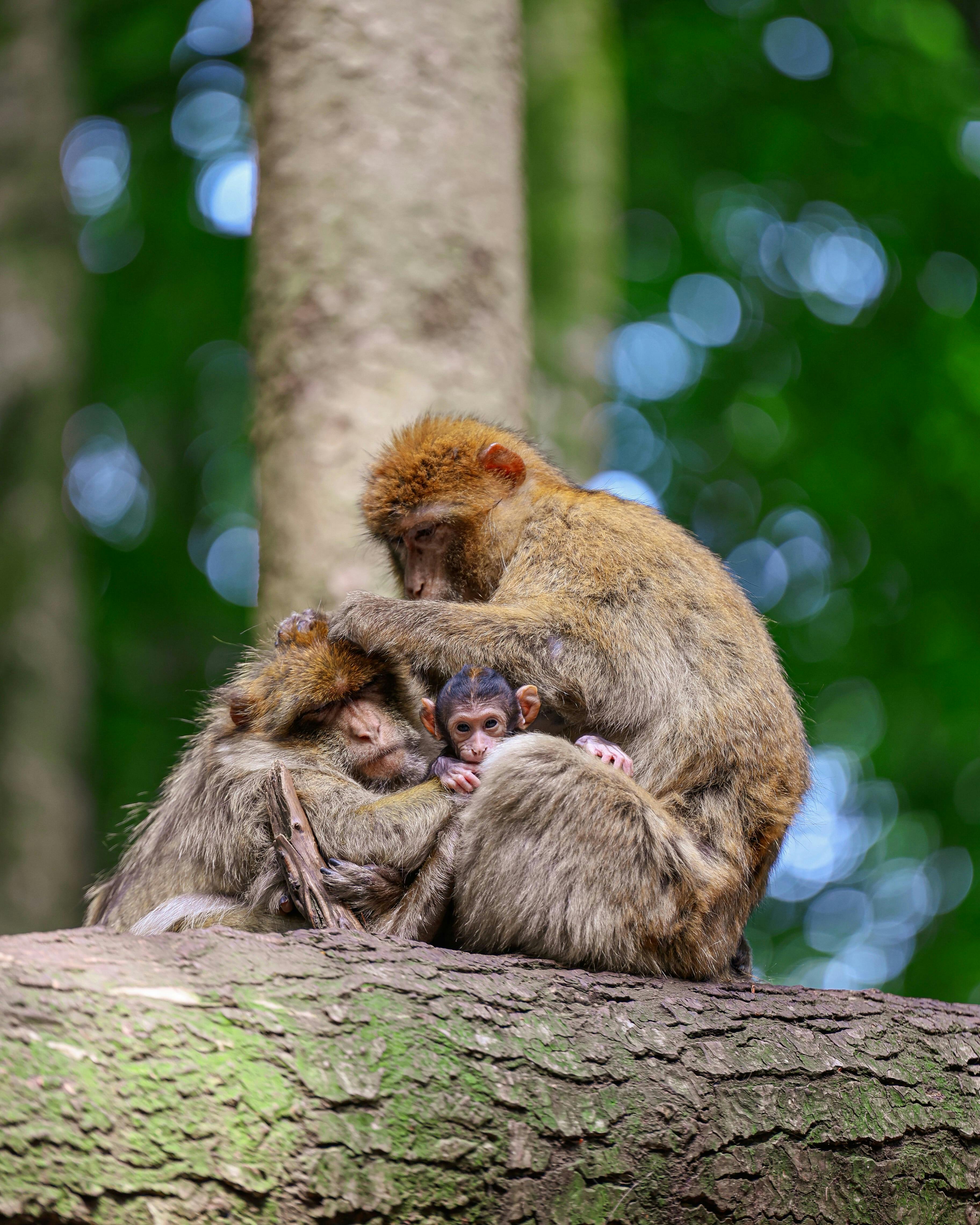 Monkeys with Baby · Free Stock Photo