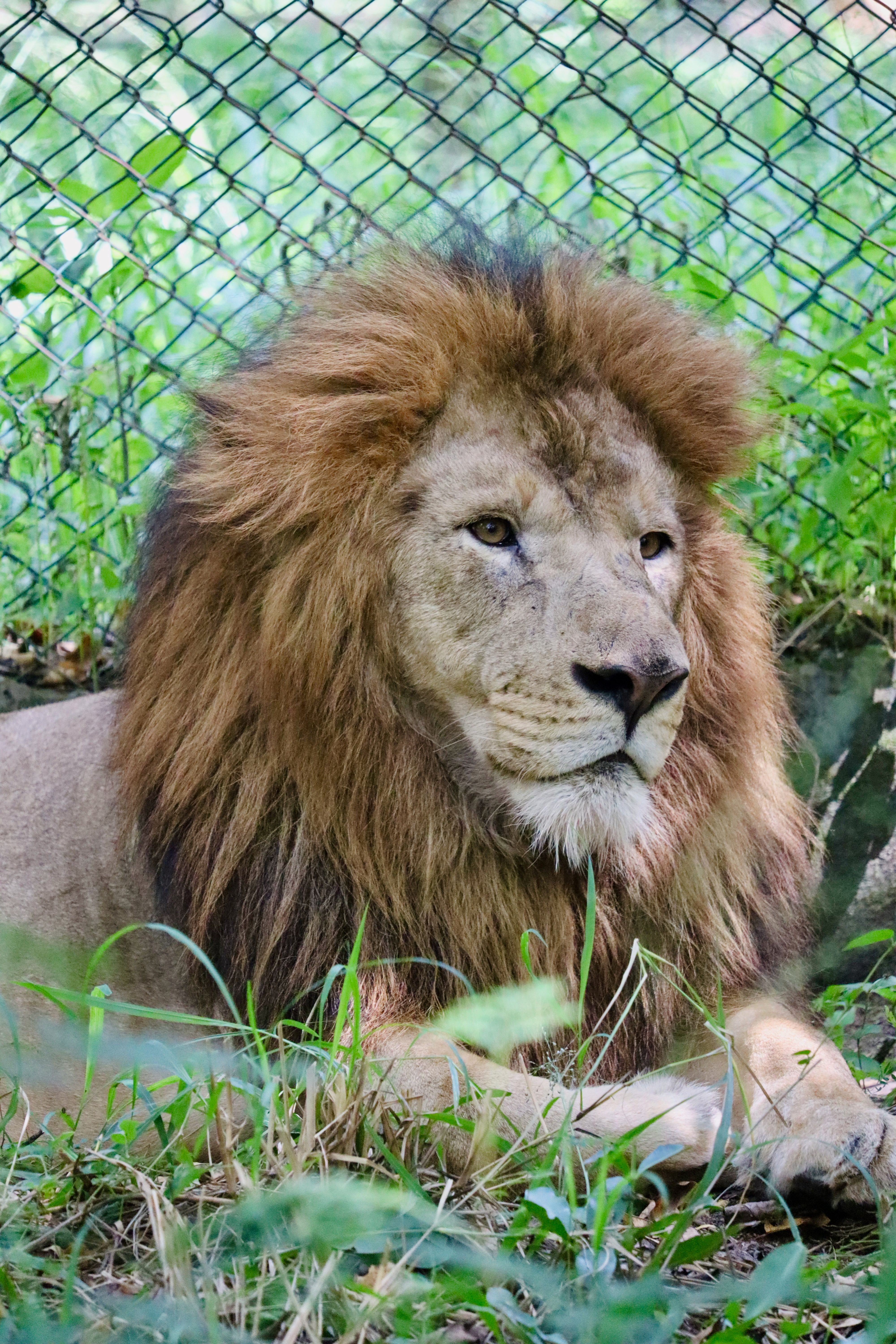 Lion in Zoo · Free Stock Photo