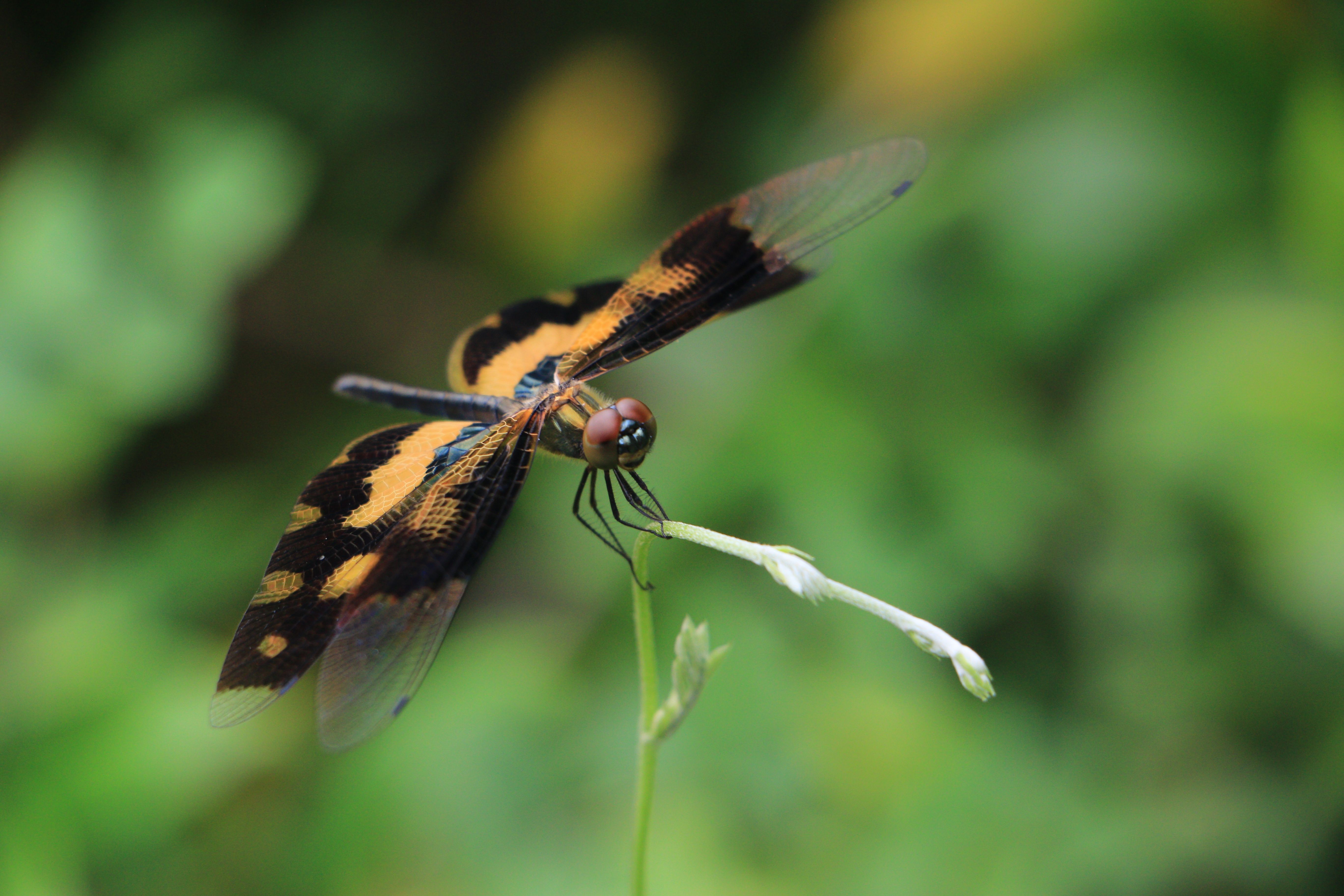 Common Picture Wing Dragonfly on a Green Stem · Free Stock Photo