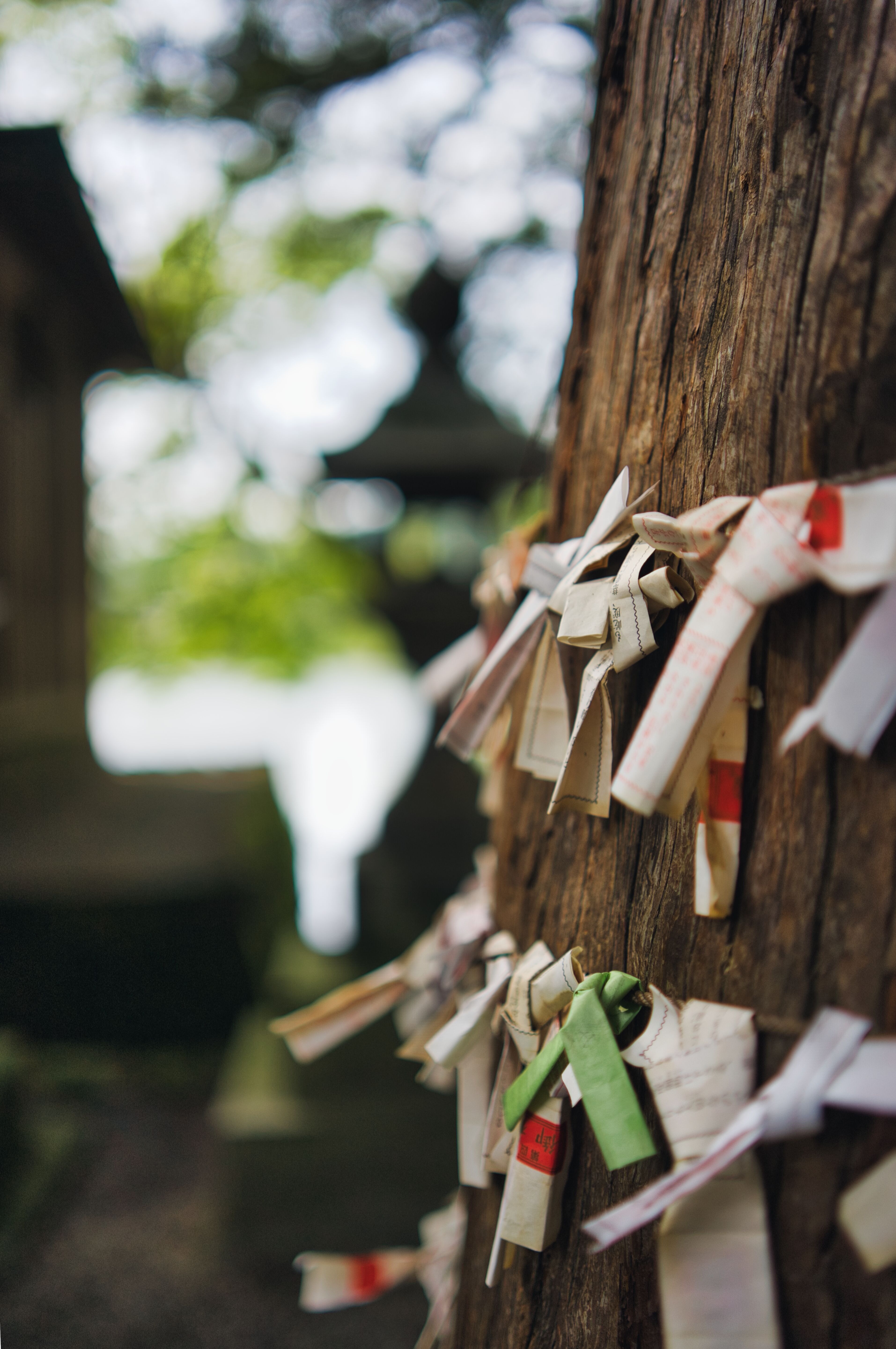 Omikuji Paper Stripes Hanging on a Tree Trunk at a Temple · Free Stock ...