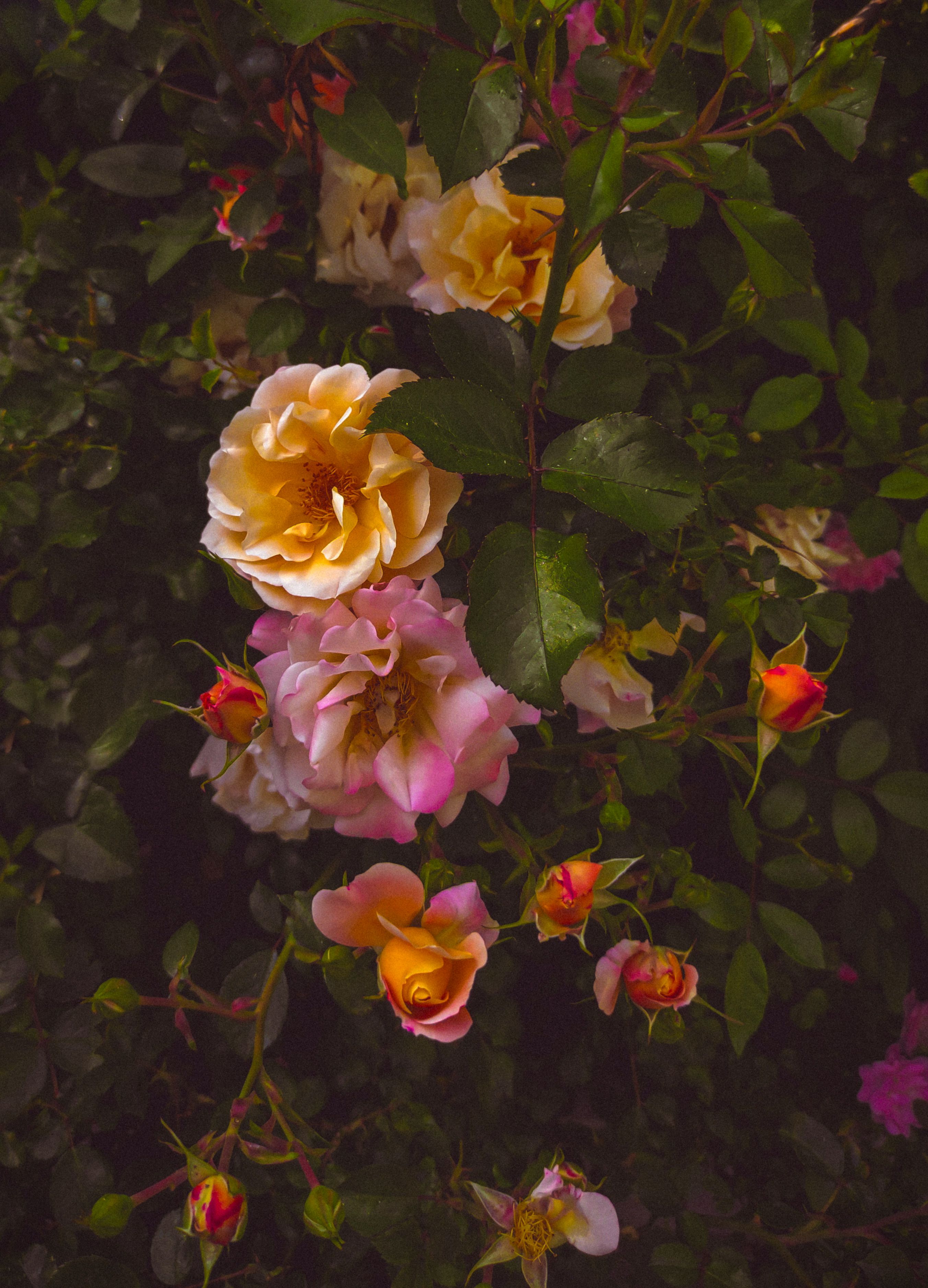 Colorful Roses in Garden · Free Stock Photo