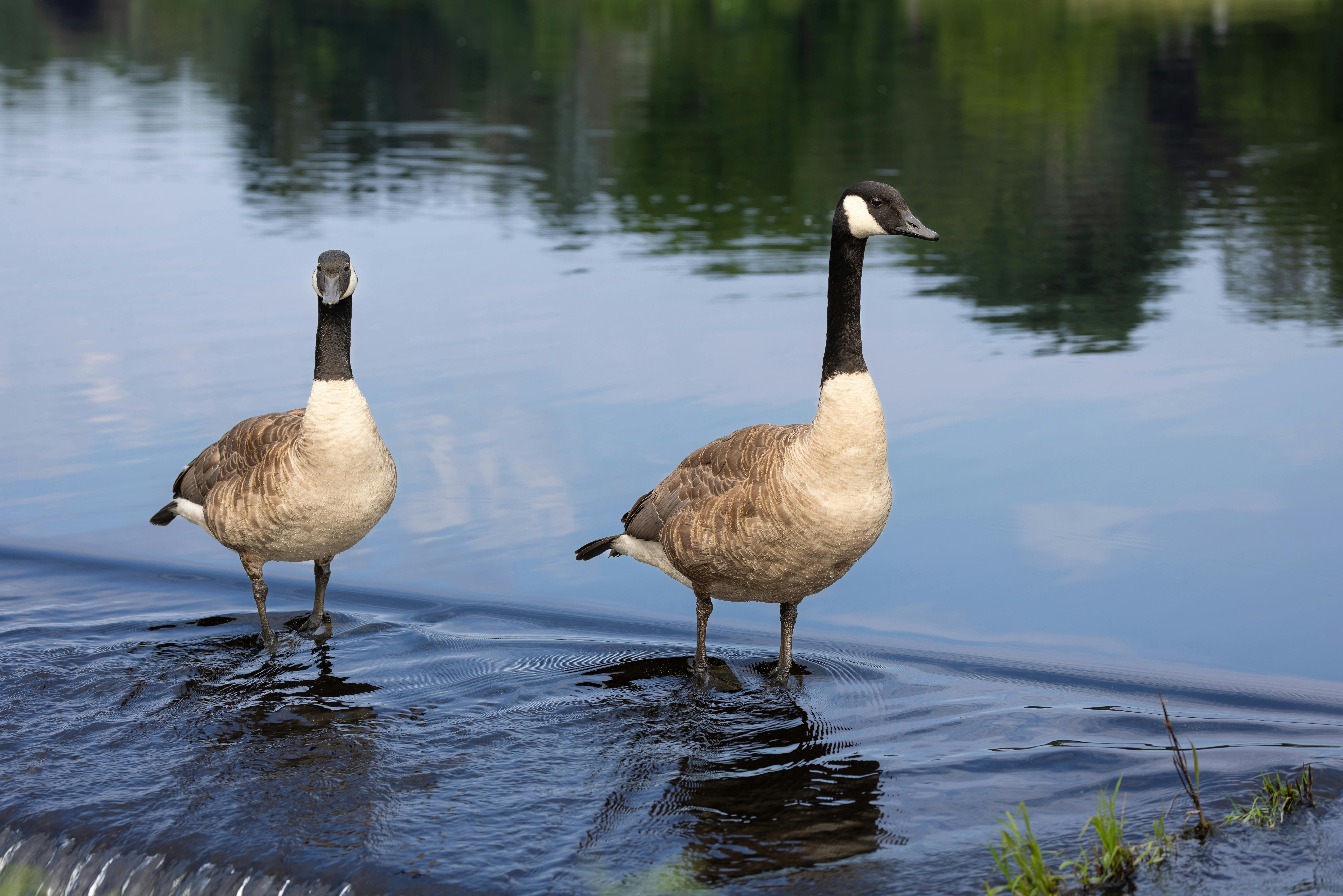 Two geese walking in shallow water near a body of water · Free Stock Photo