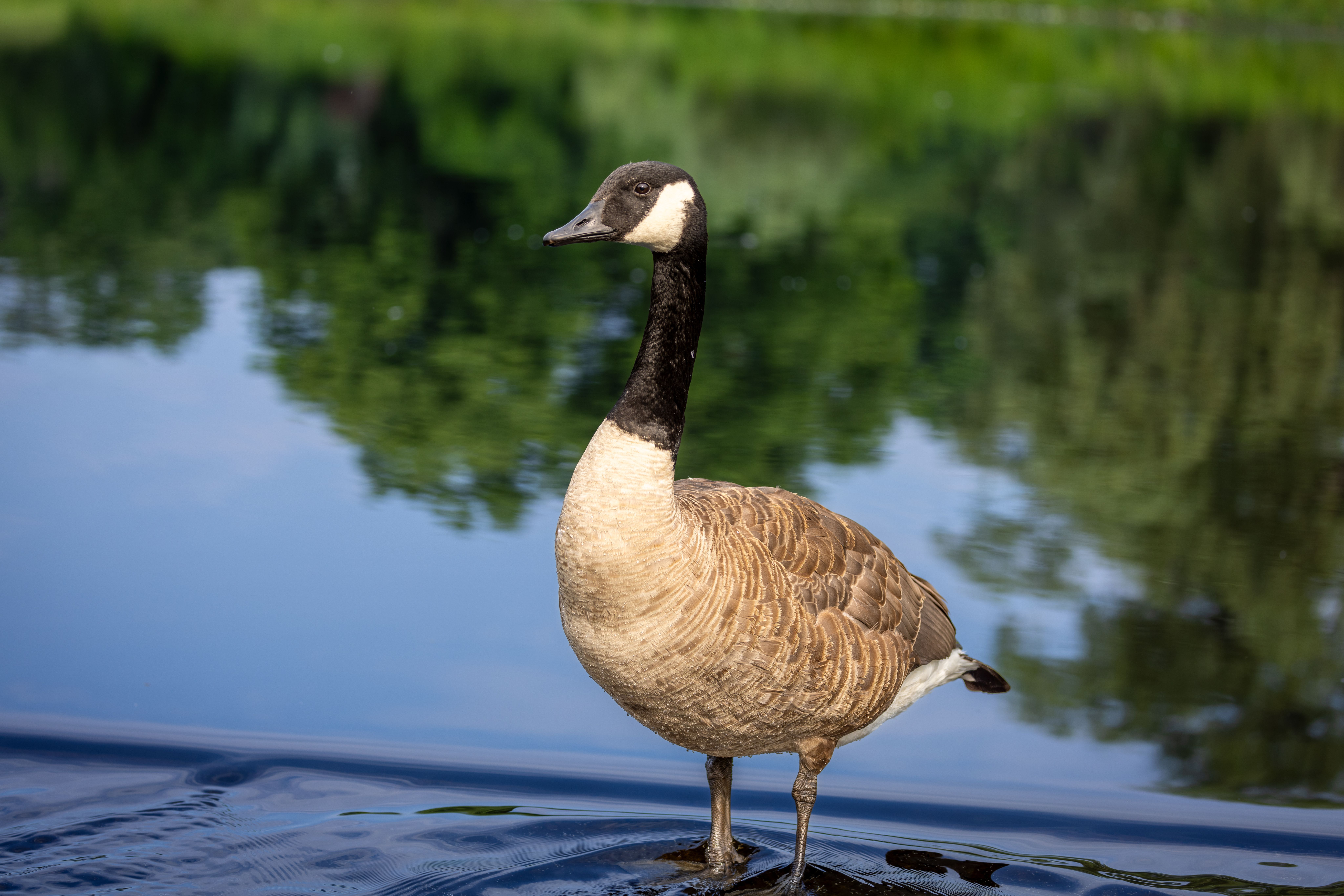 A goose standing in the water near a lake · Free Stock Photo