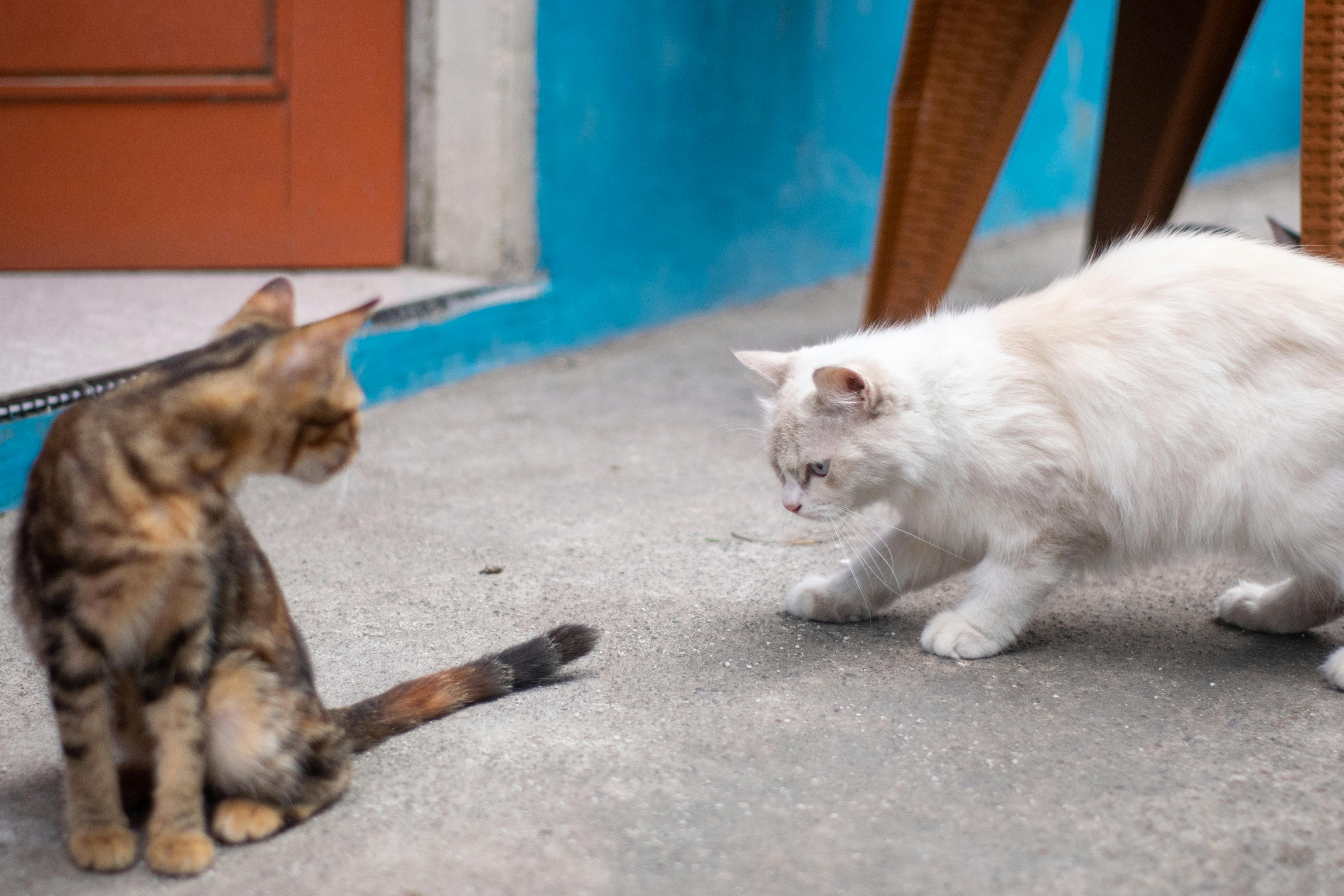 Cats Playing Photos, Download The BEST Free Cats Playing Stock Photos ...