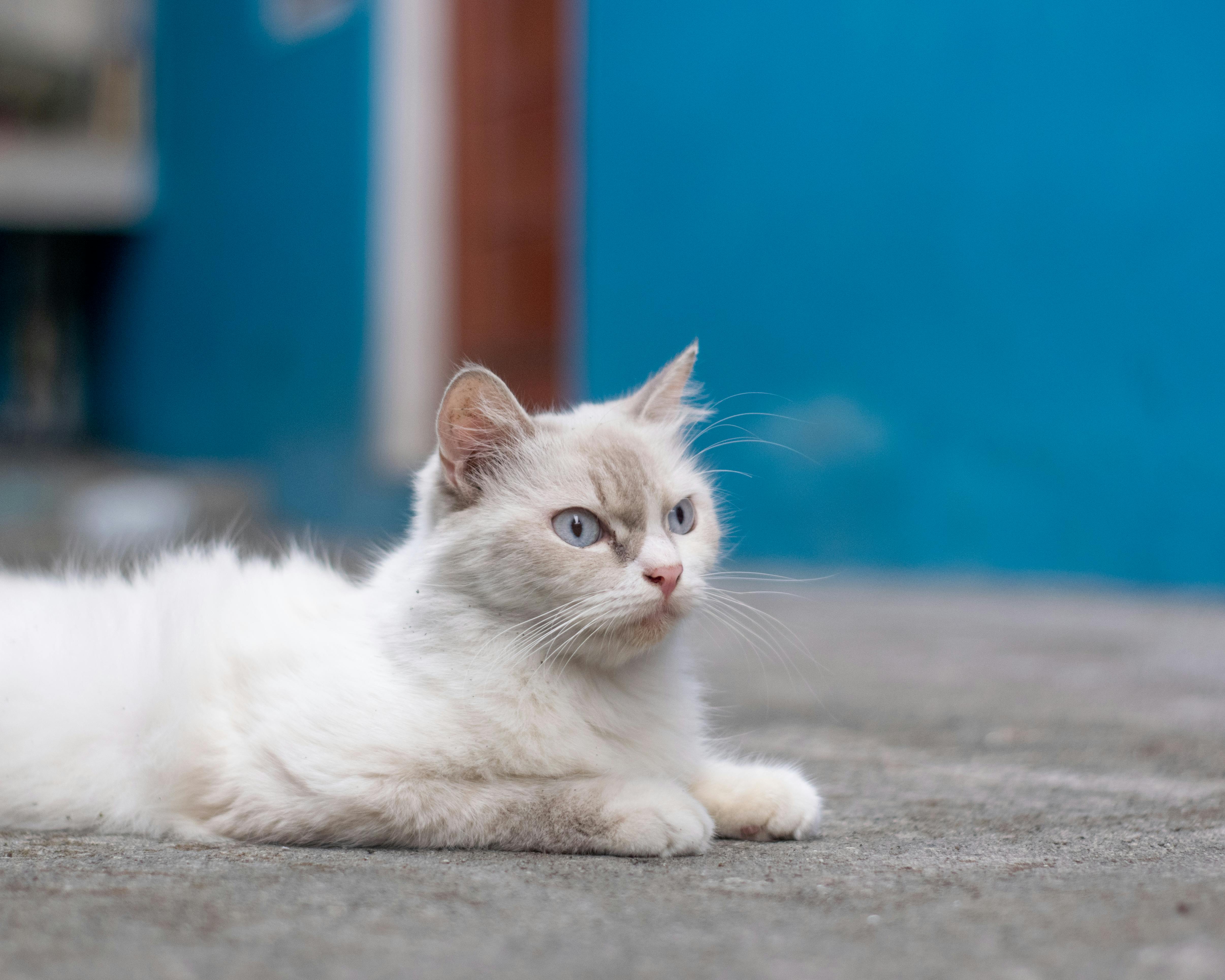 Close up of White Cat on Ground · Free Stock Photo