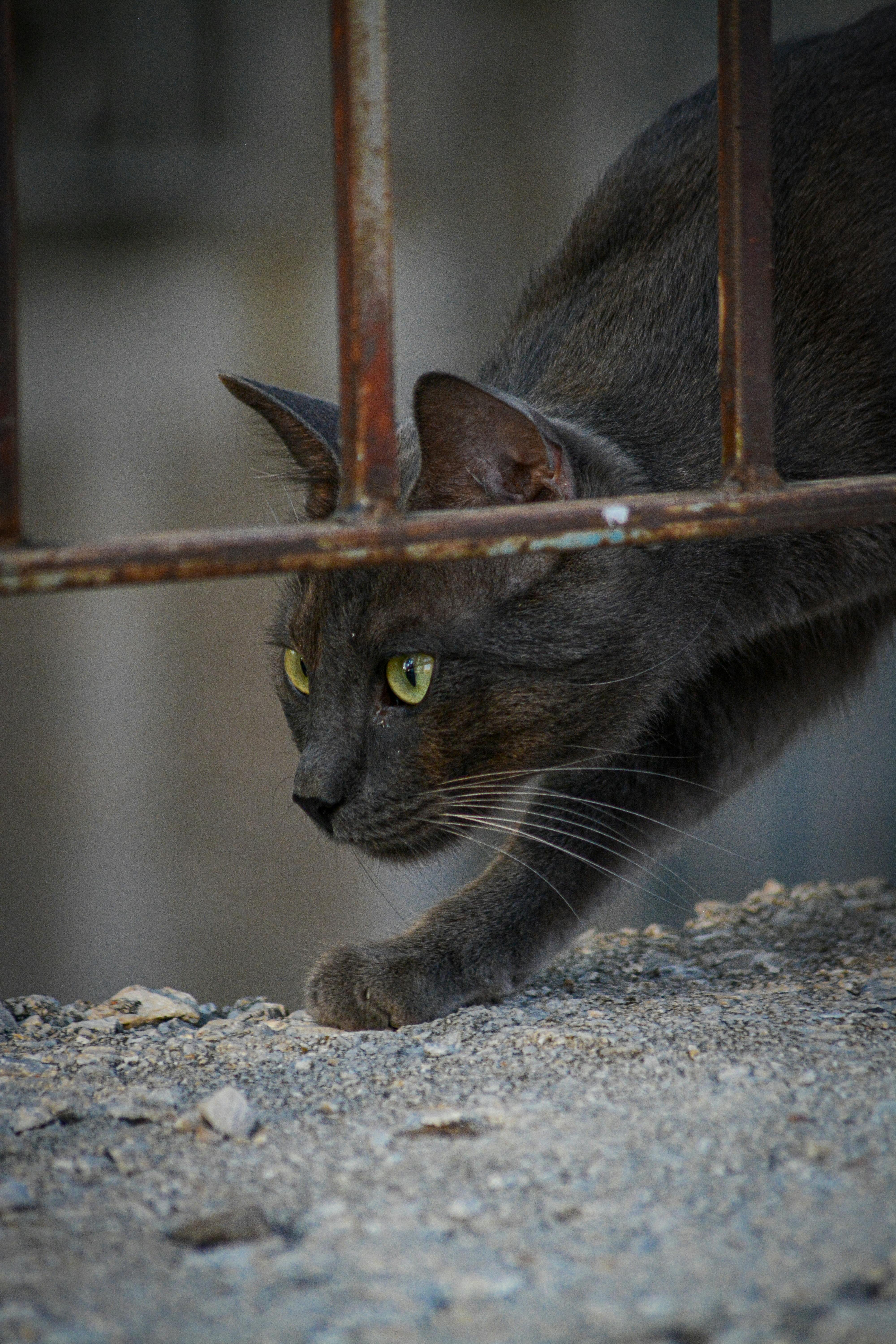 Black Cat Sneaking on Windowsill · Free Stock Photo