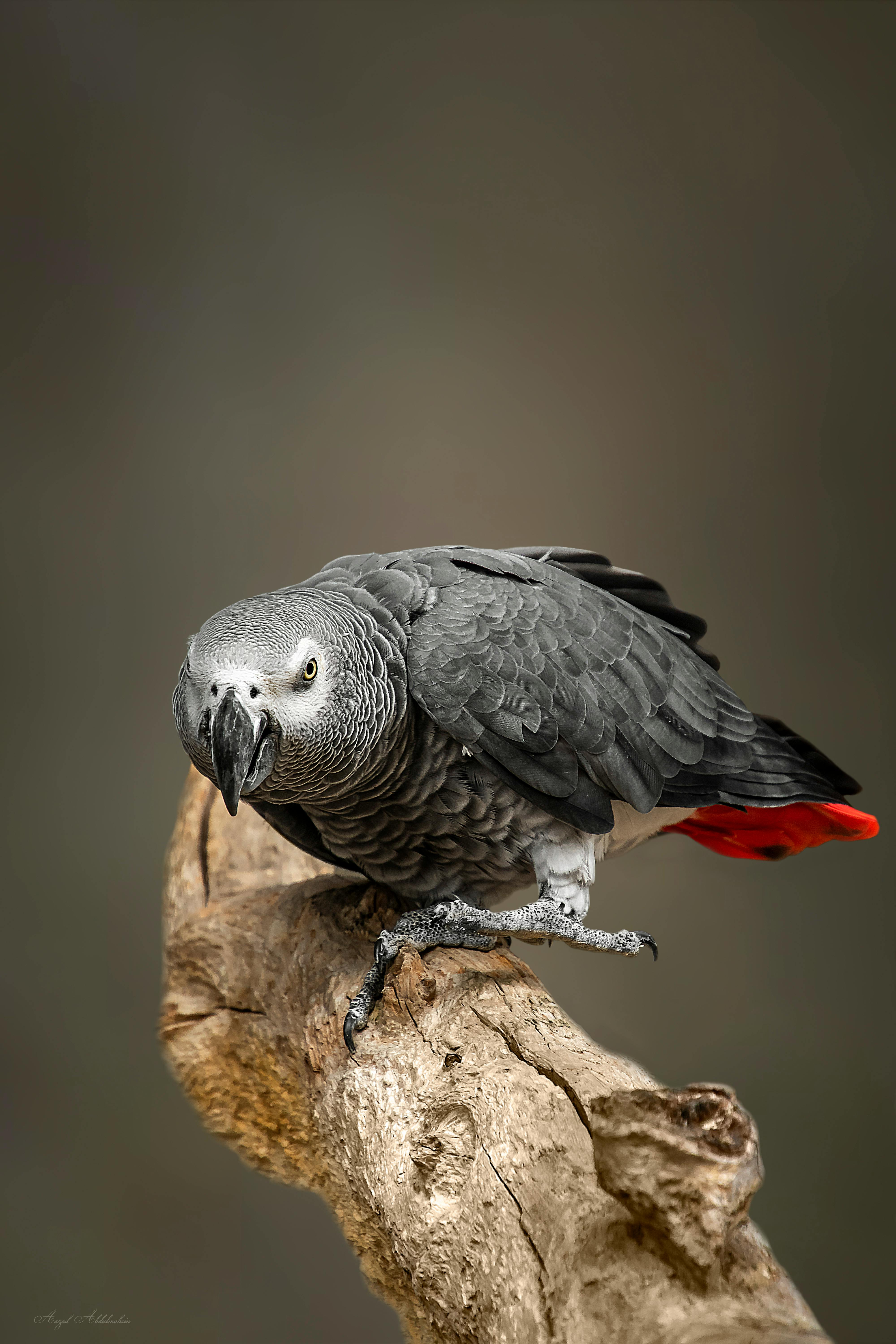 Free stock photo of grey parrot