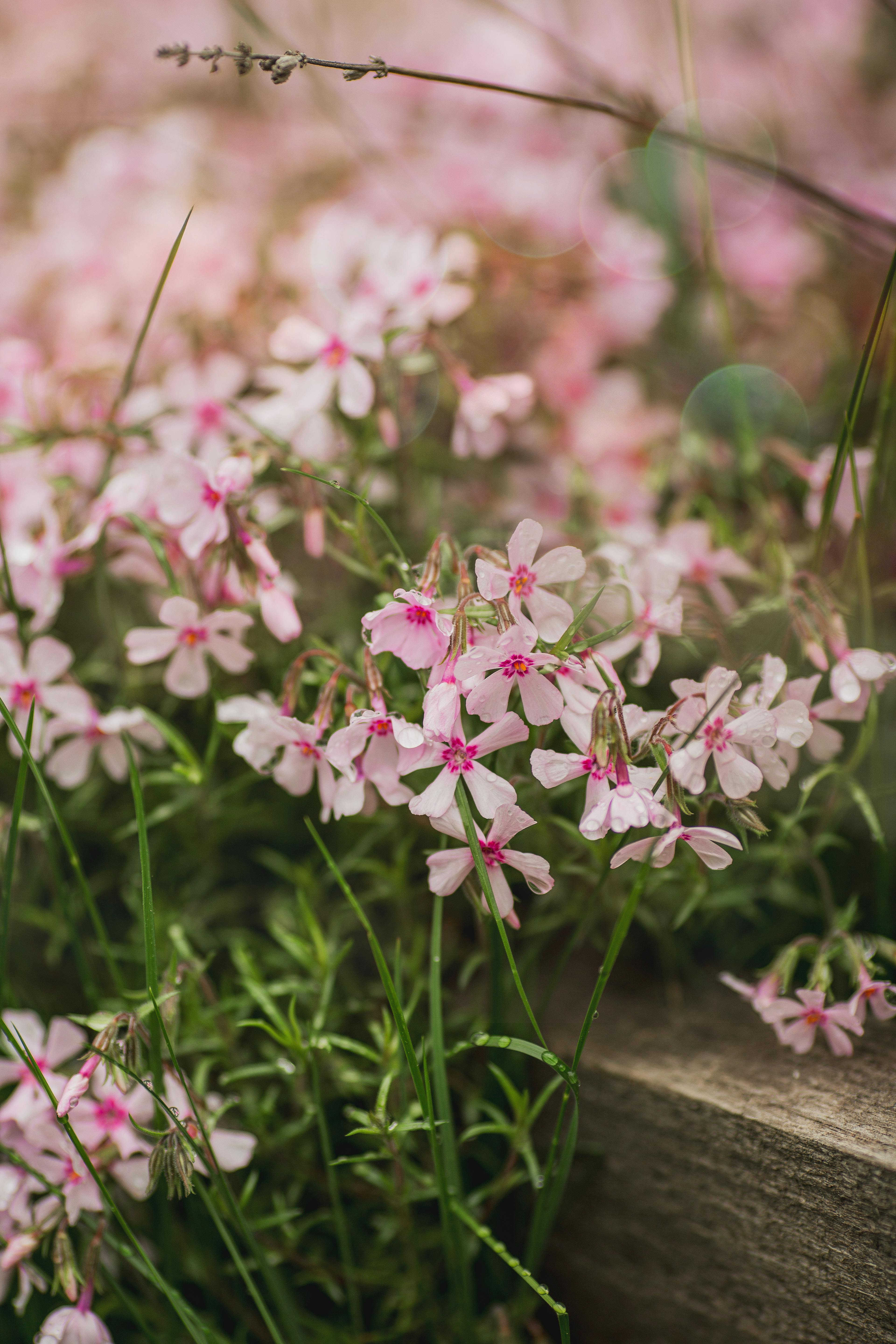 Fotografi Close Up Bunga Merah Muda · Foto Stok Gratis