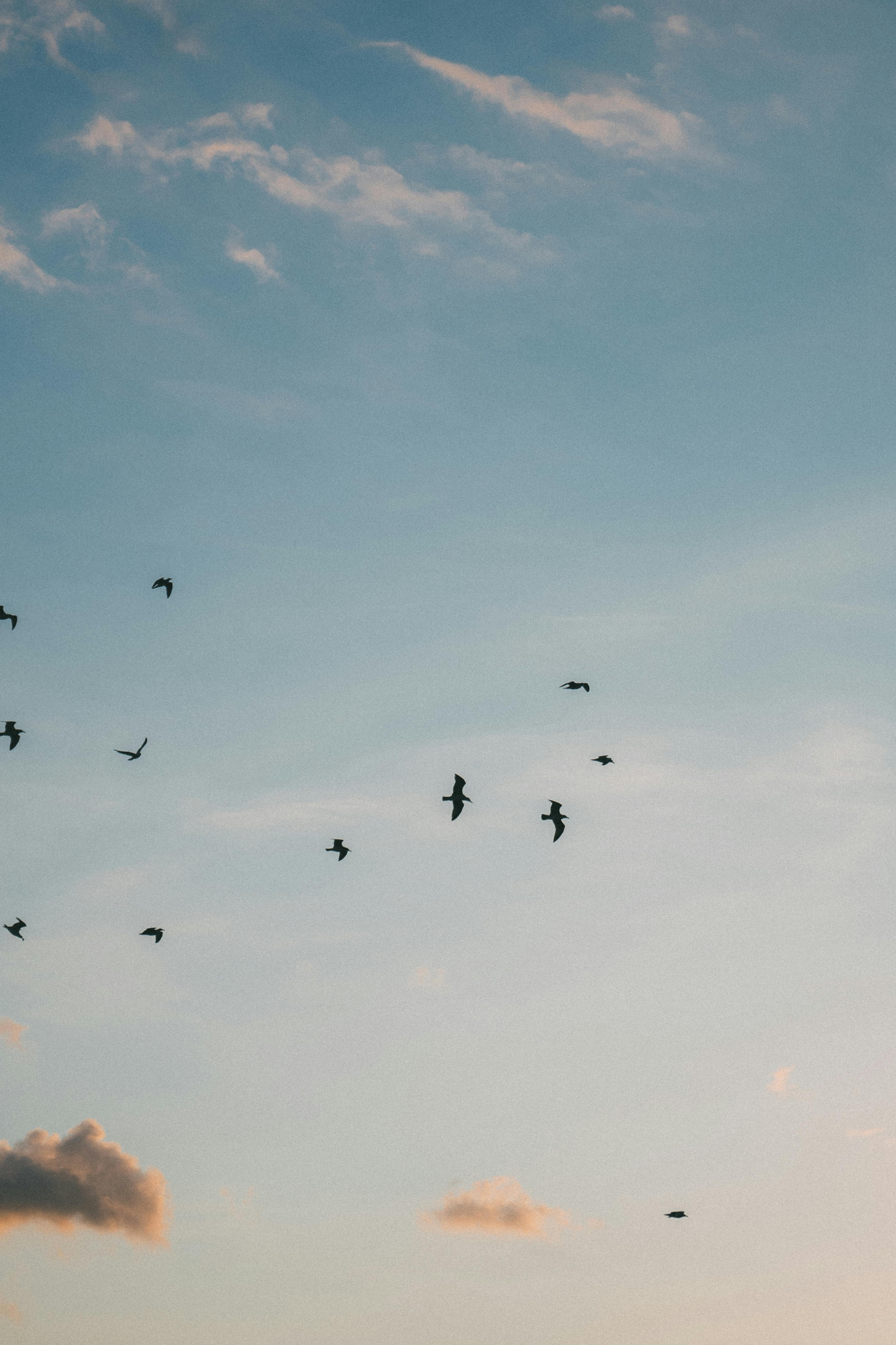 Birds Flying on Clear Sky · Free Stock Photo