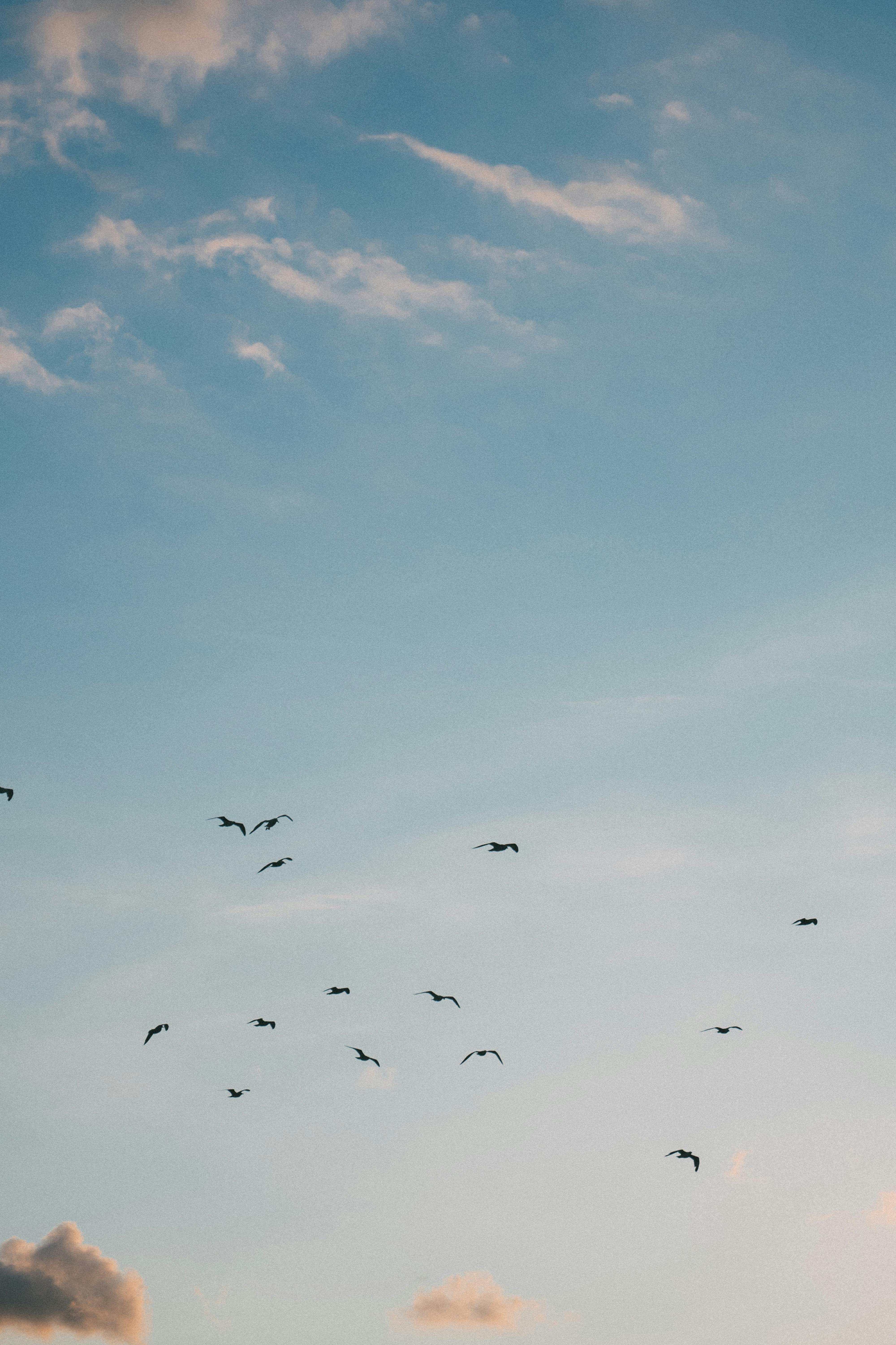 Birds Flying Transparent Background Photos, Download The BEST Free ...