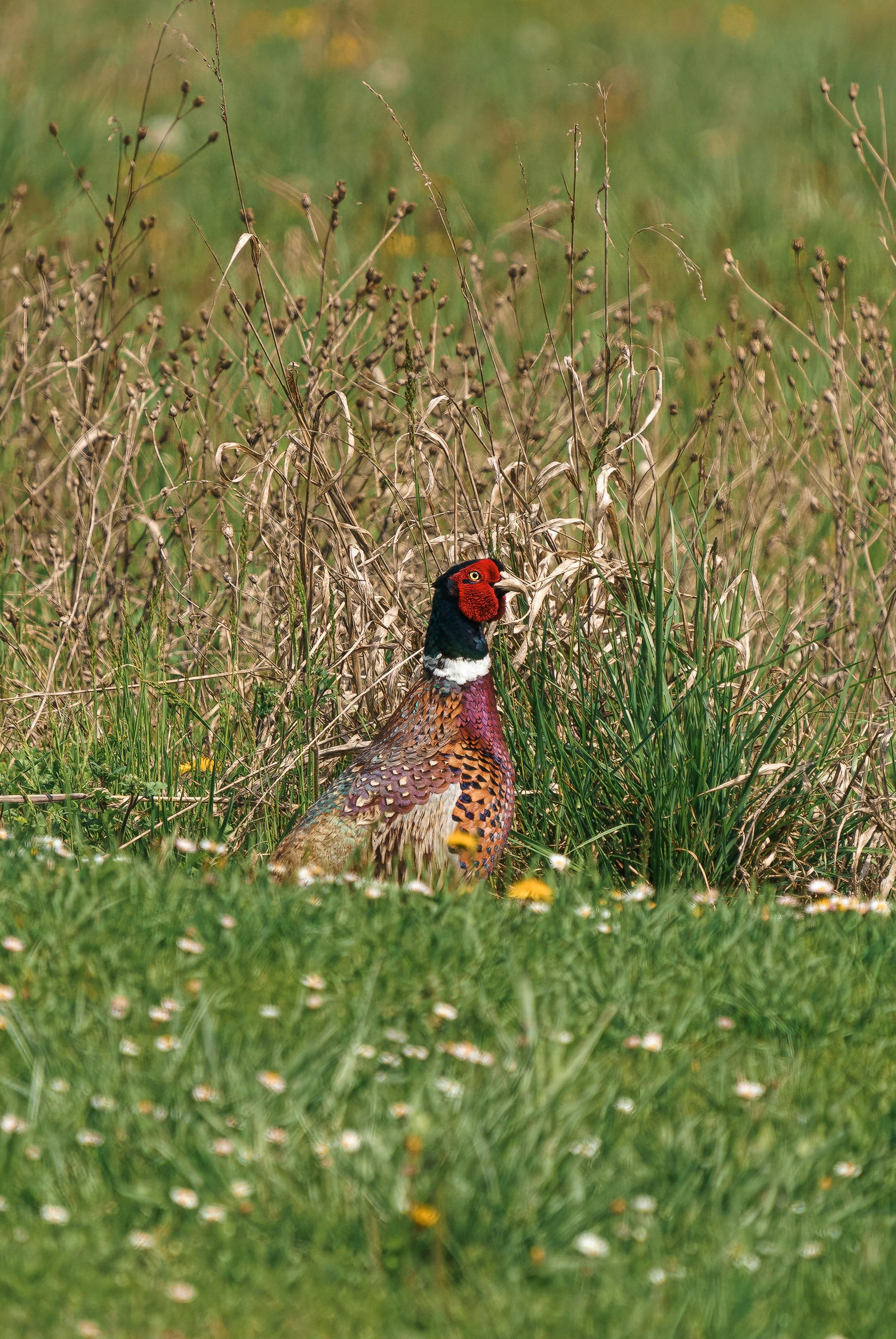Bird in Grass · Free Stock Photo