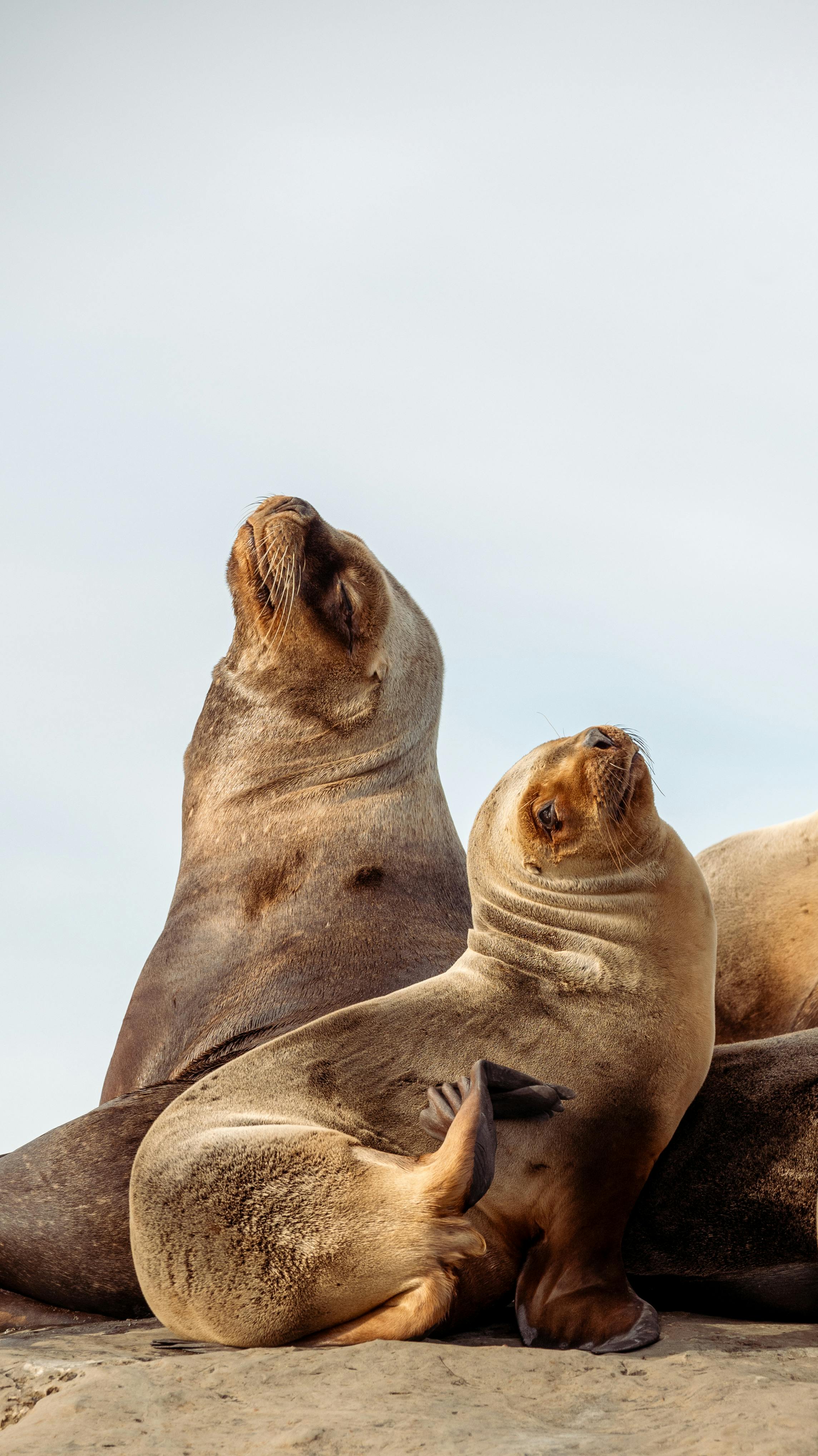 Brown Seal · Free Stock Photo