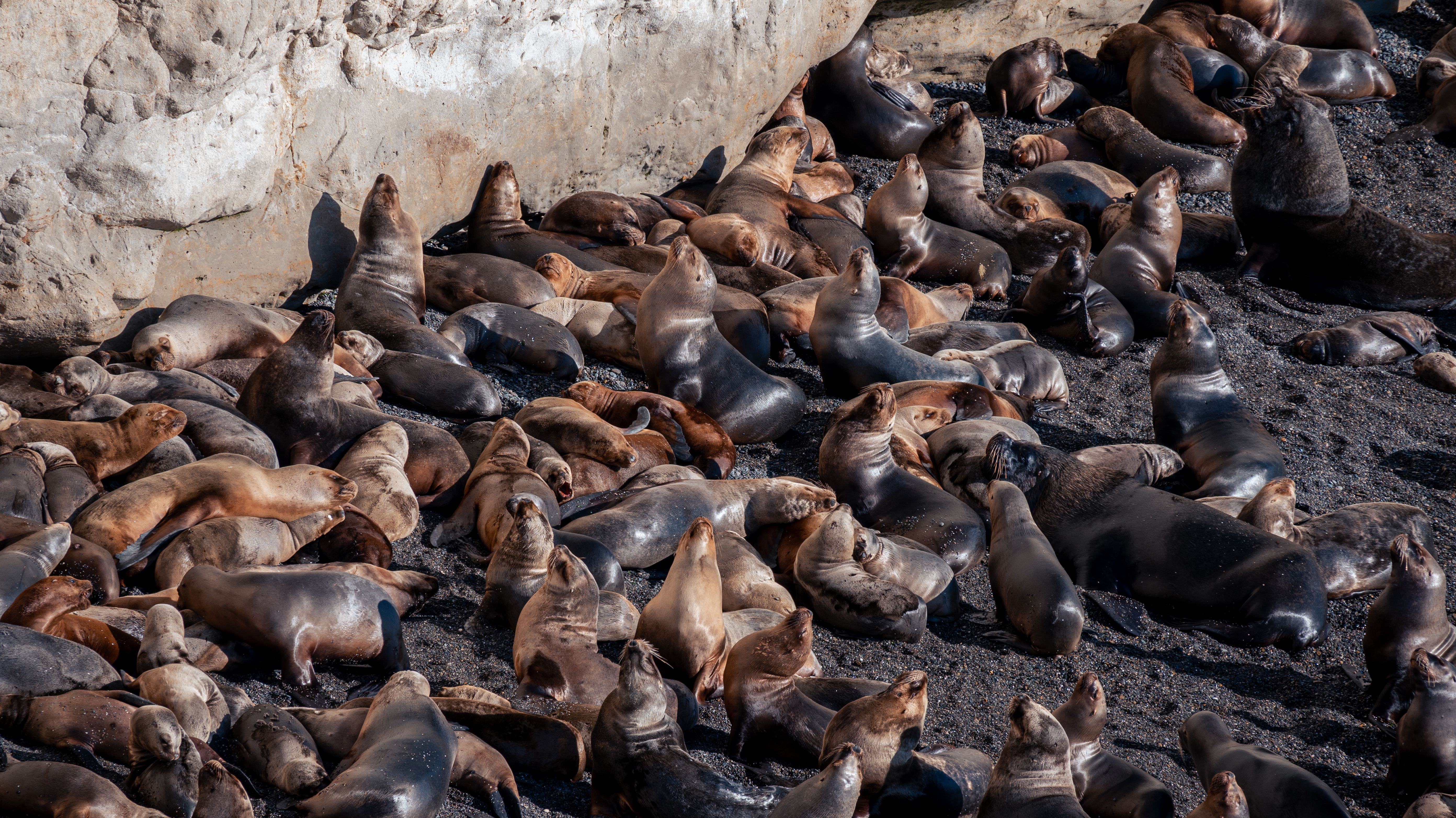 Group of Seals · Free Stock Photo