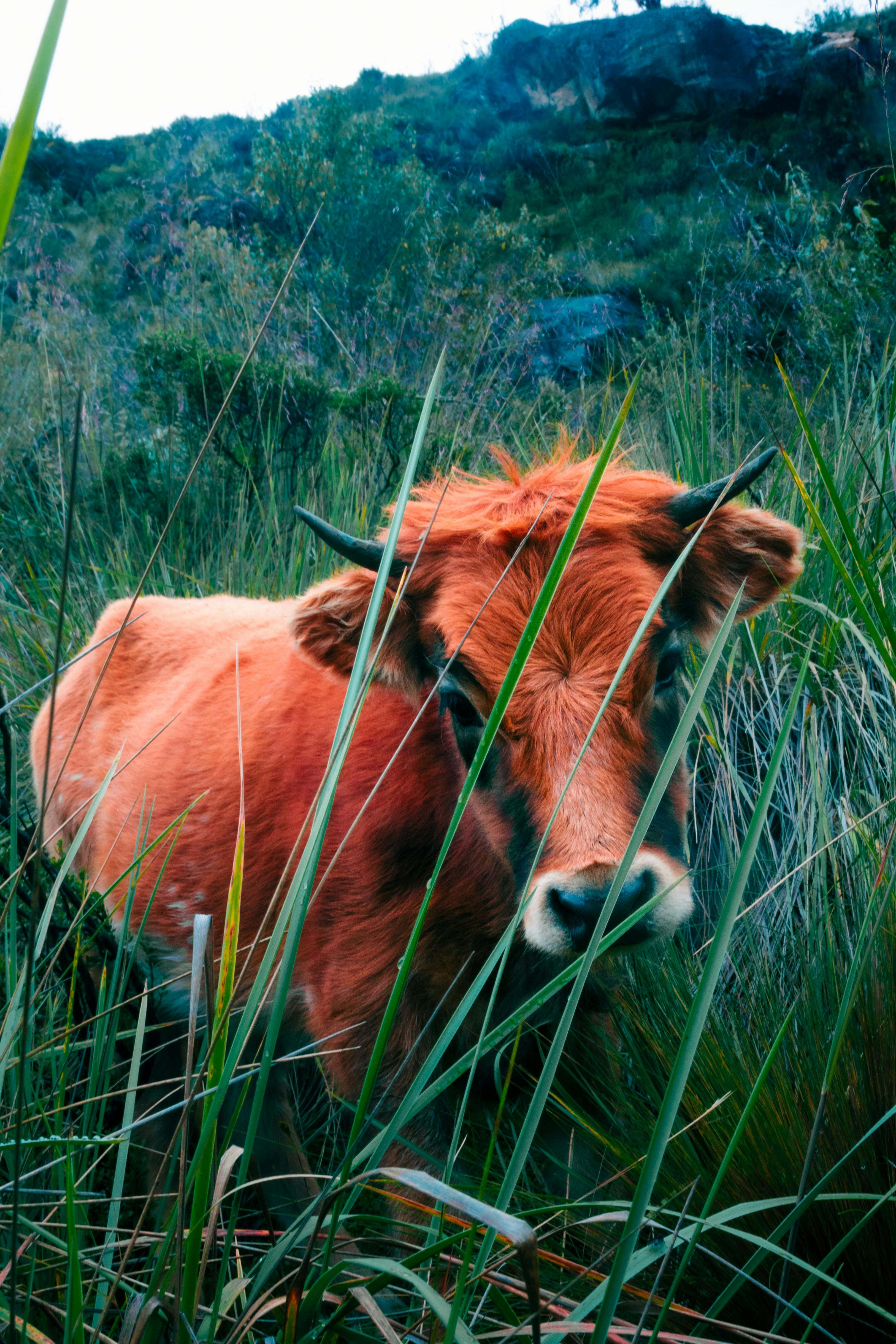 Close up of Cattle in Grasses · Free Stock Photo