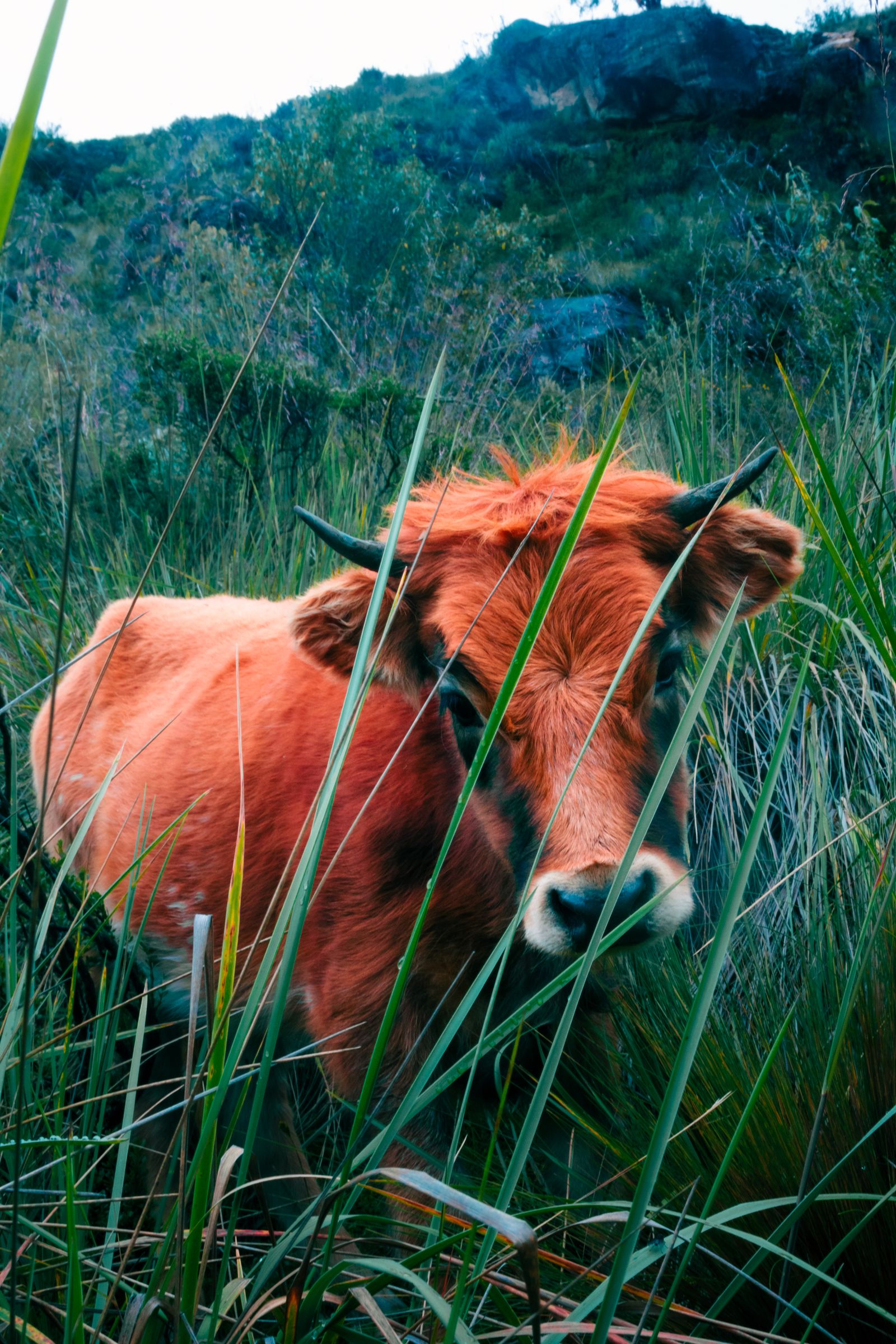 Ongole Cattle Photos, Download The BEST Free Ongole Cattle Stock Photos ...