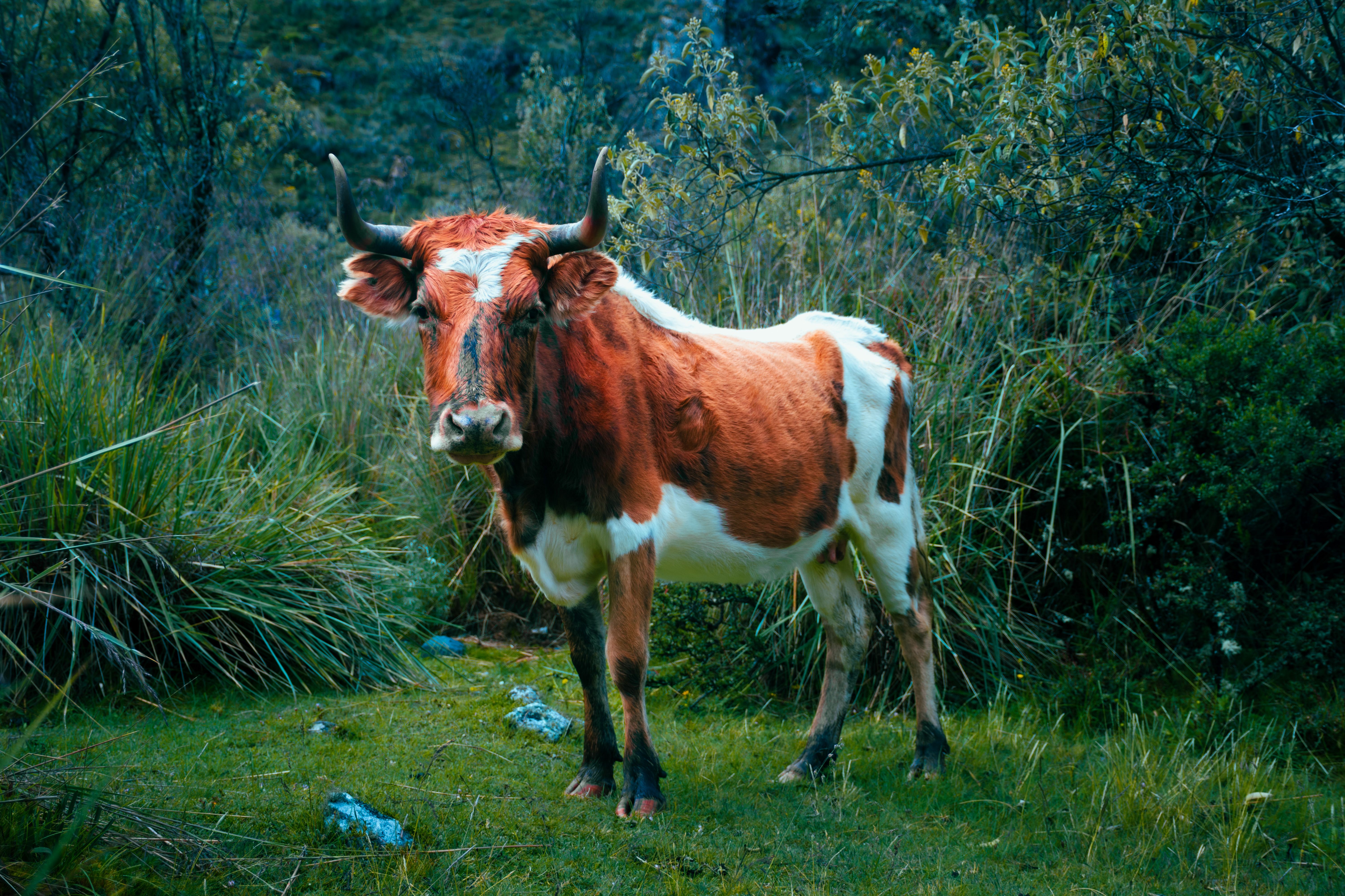 A Bull on a Grass Field · Free Stock Photo