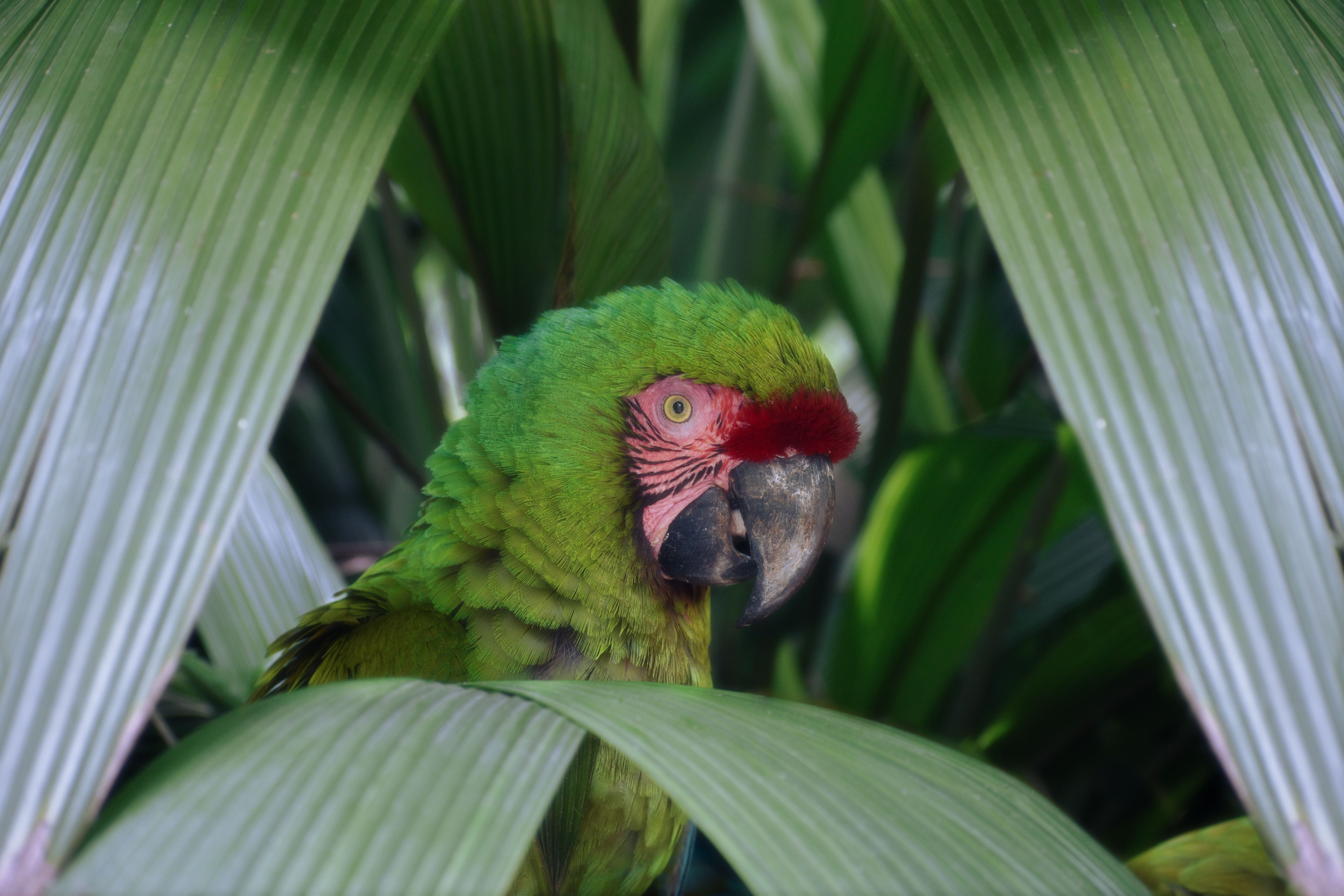 Loros Photos, Download The BEST Free Loros Stock Photos & HD Images