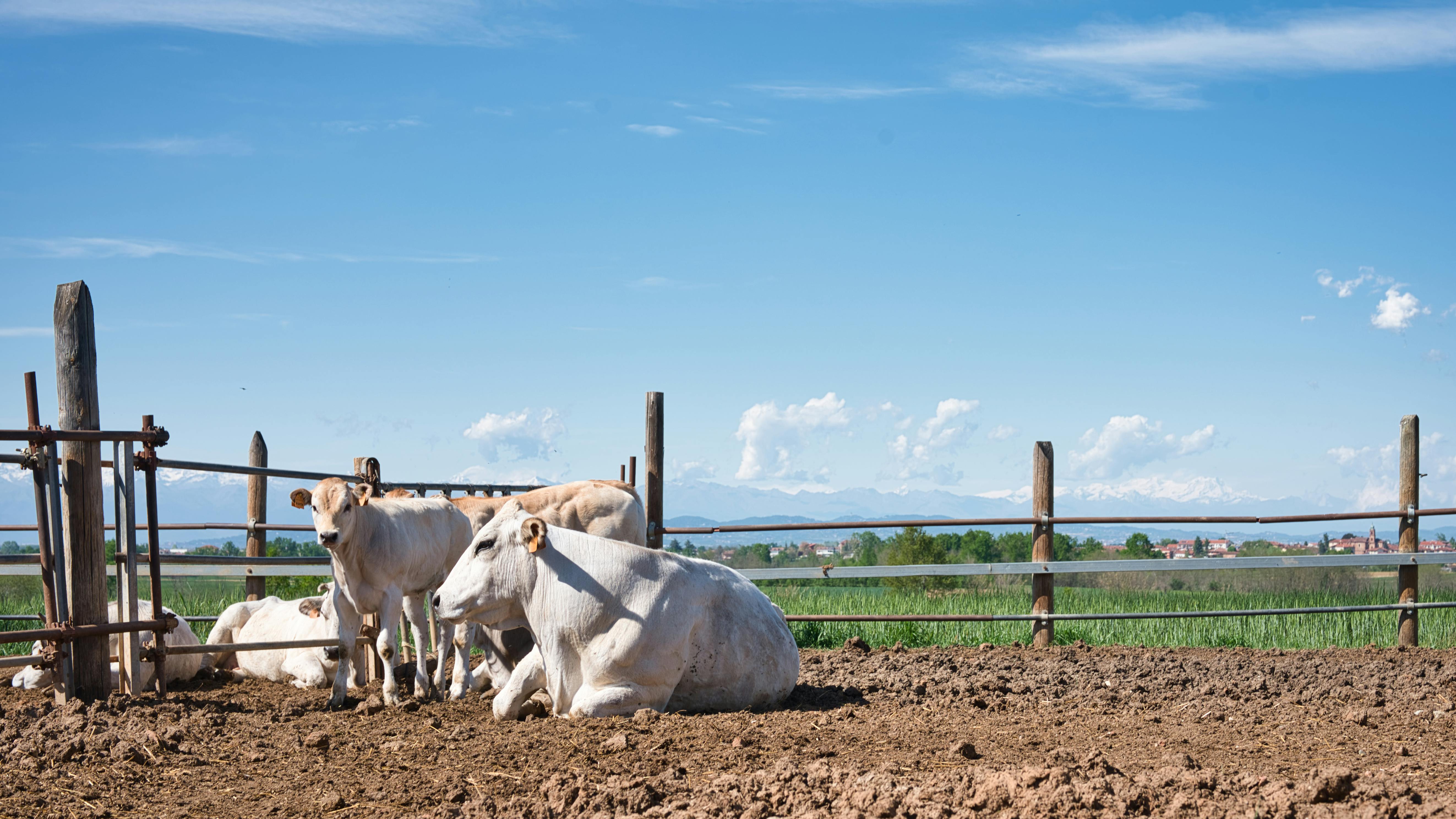 Woman Squatting near Fence and Patting Cow Calf · Free Stock Photo