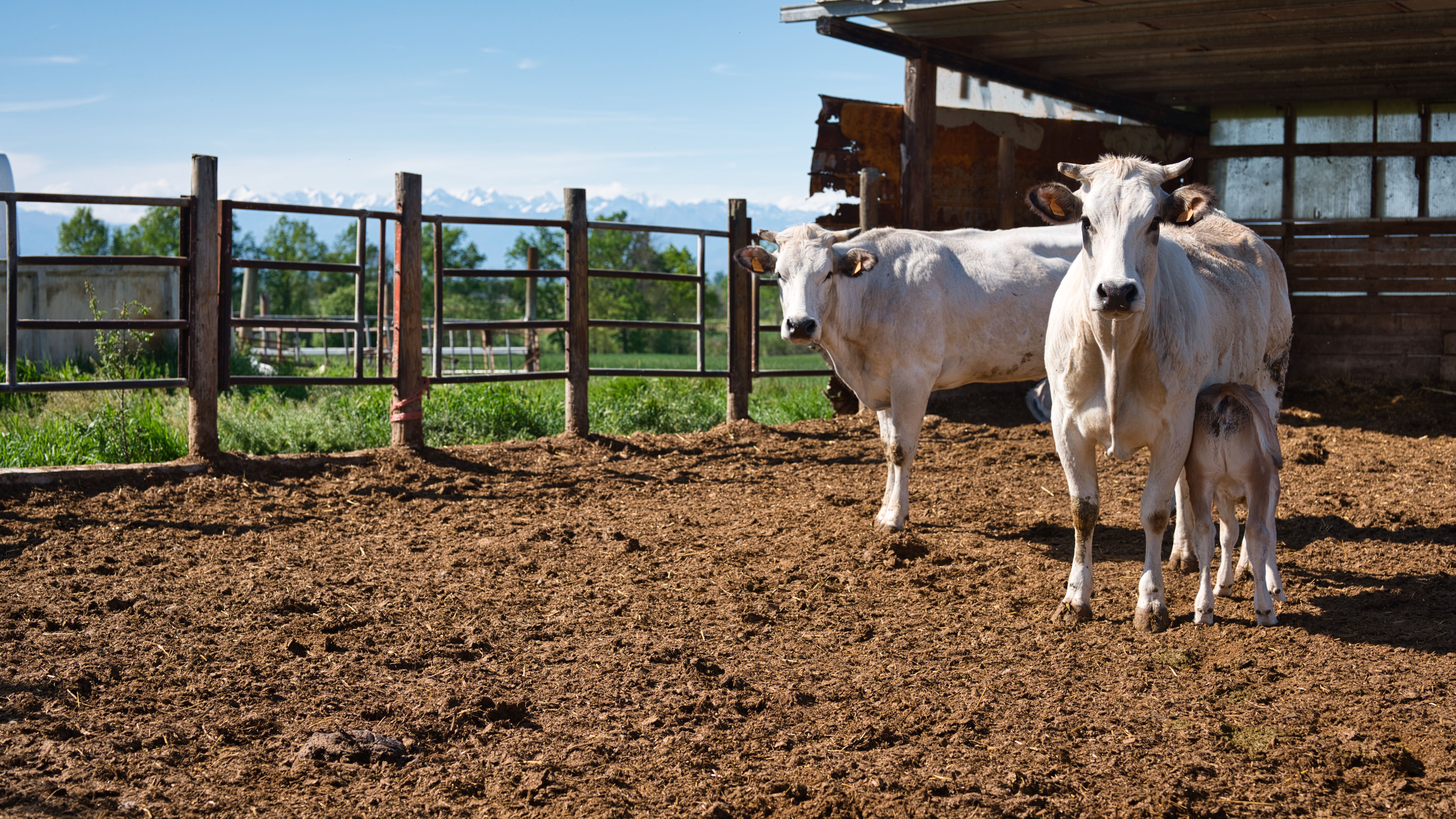 Cow Cows Photos, Download The BEST Free Cow Cows Stock Photos & HD Images