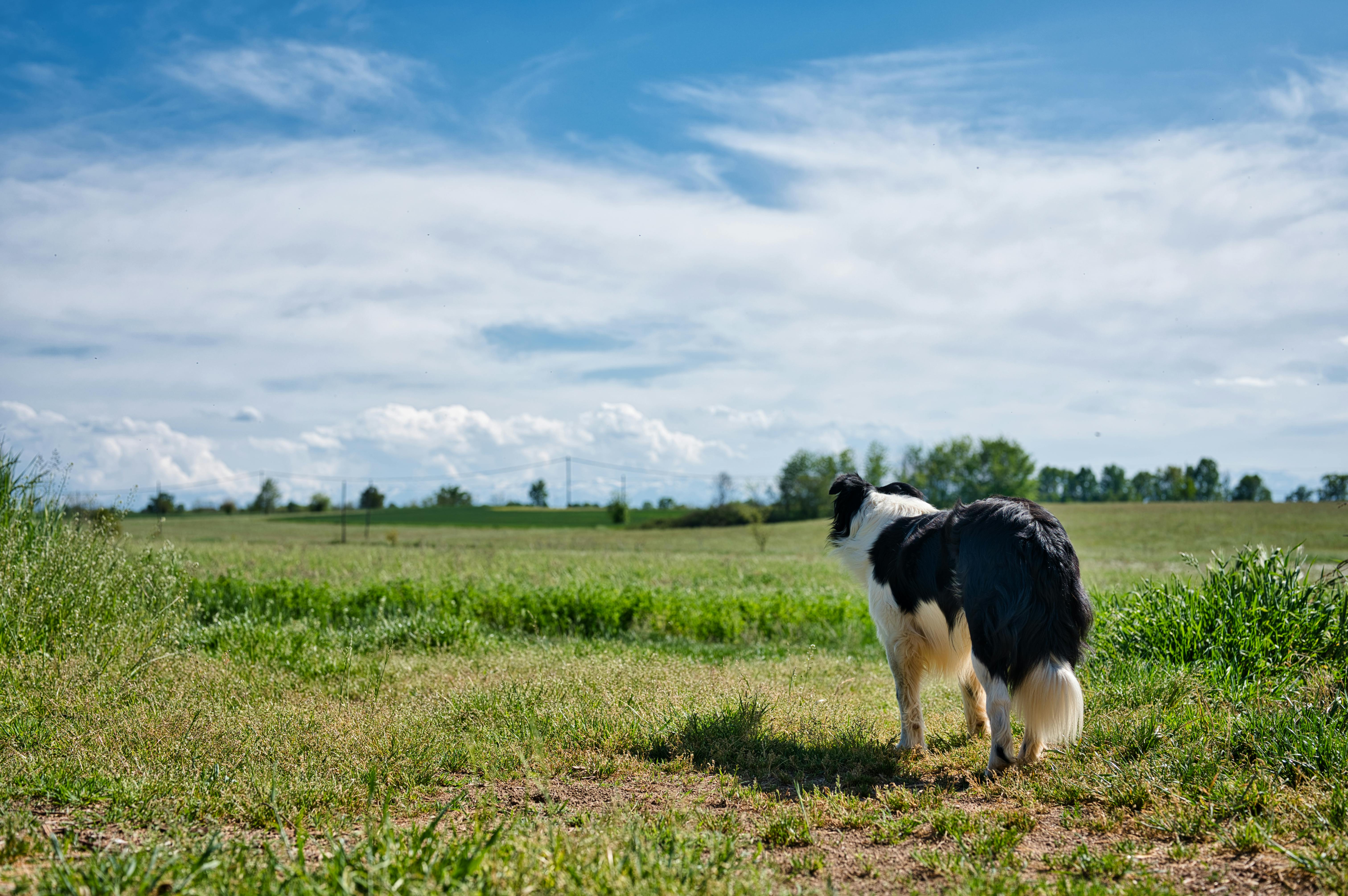 Dog in Countryside · Free Stock Photo