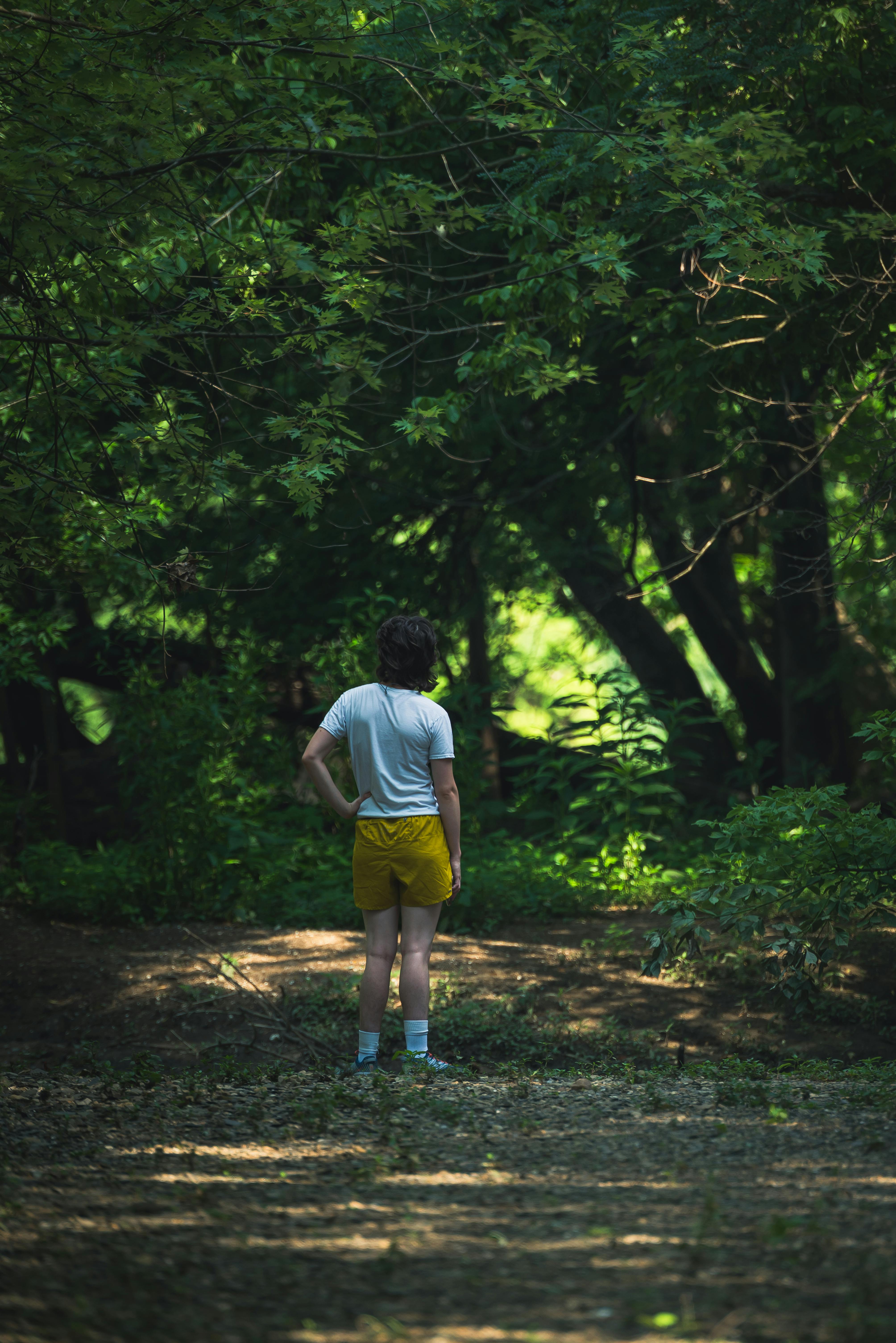 Forest Diverging Paths Photos, Download The BEST Free Forest Diverging ...