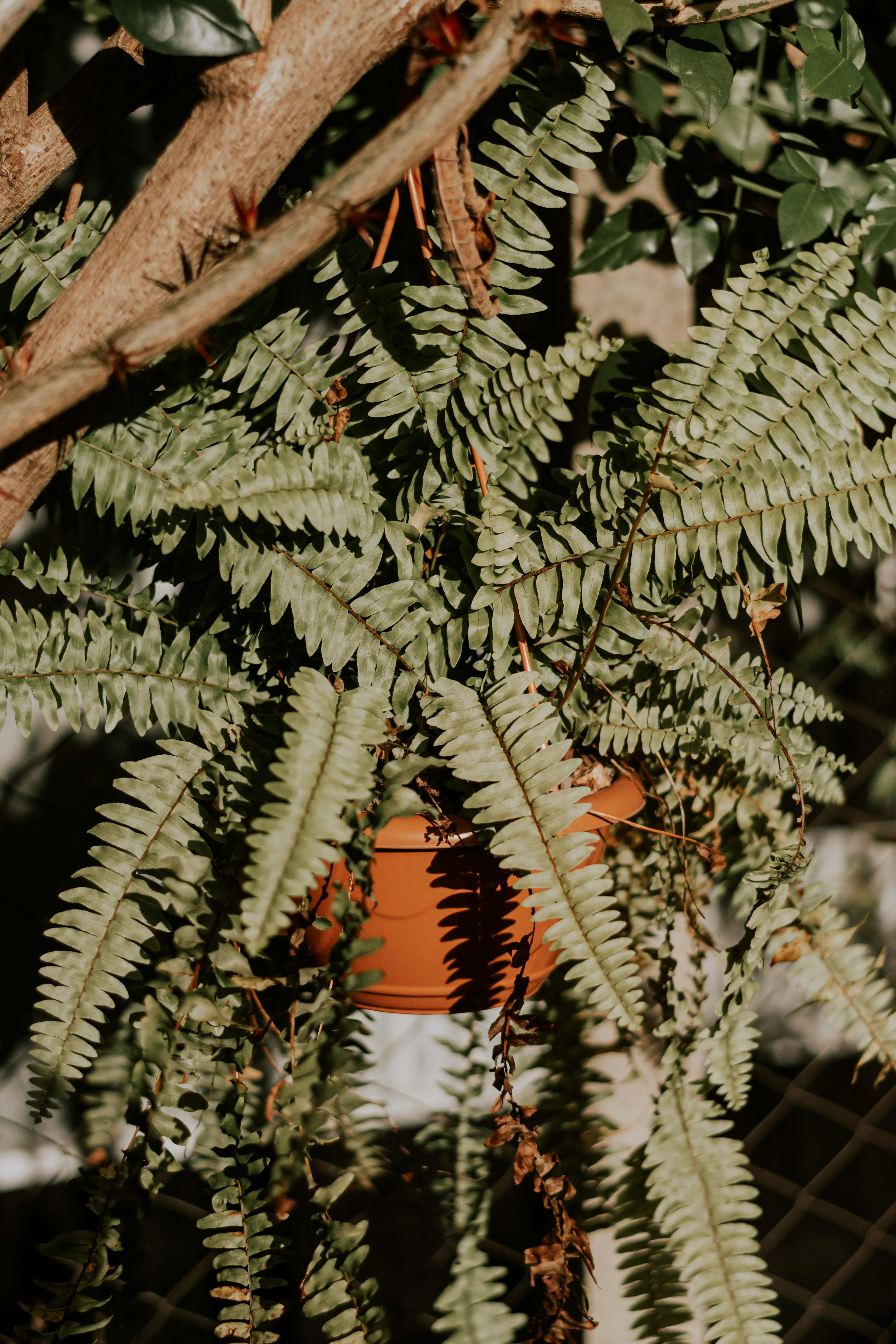 Fern Leaves in a Pot · Free Stock Photo