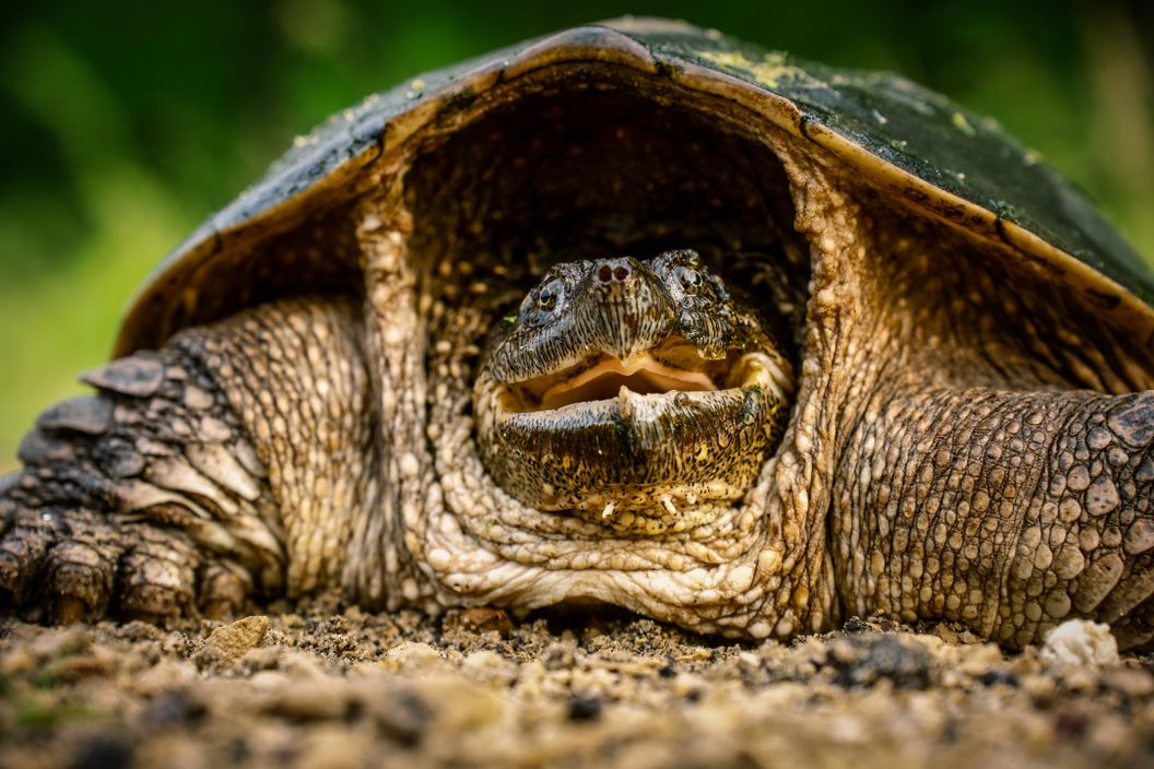 Common Snapping Turtle Growth Rate & Life Cycle Explained