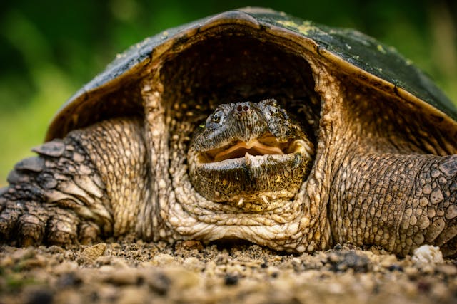 Common Snapping Turtle Shell Anatomy and Behavior Insights