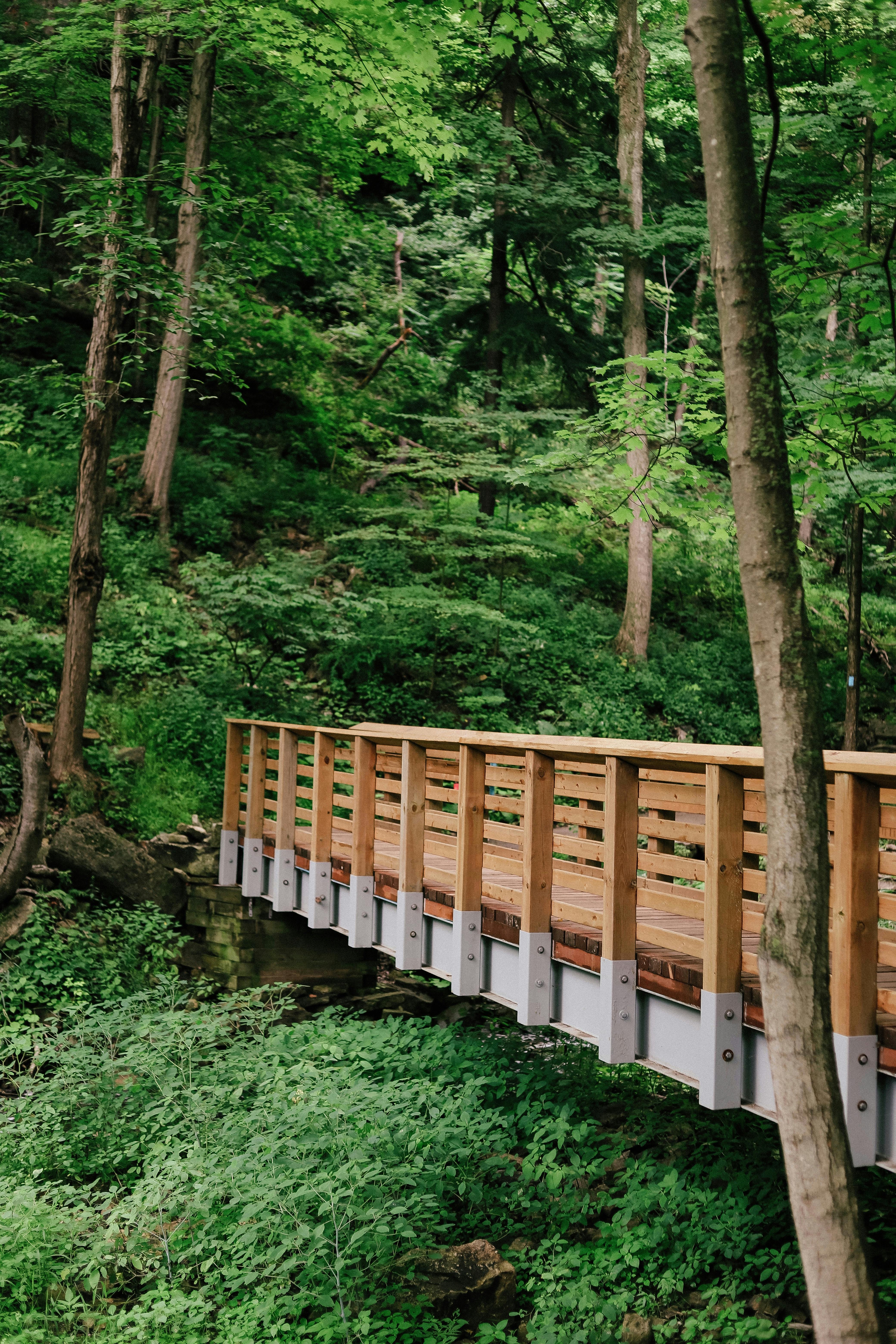 Nature Greenery Photos, Download The BEST Free Nature Greenery Stock ...