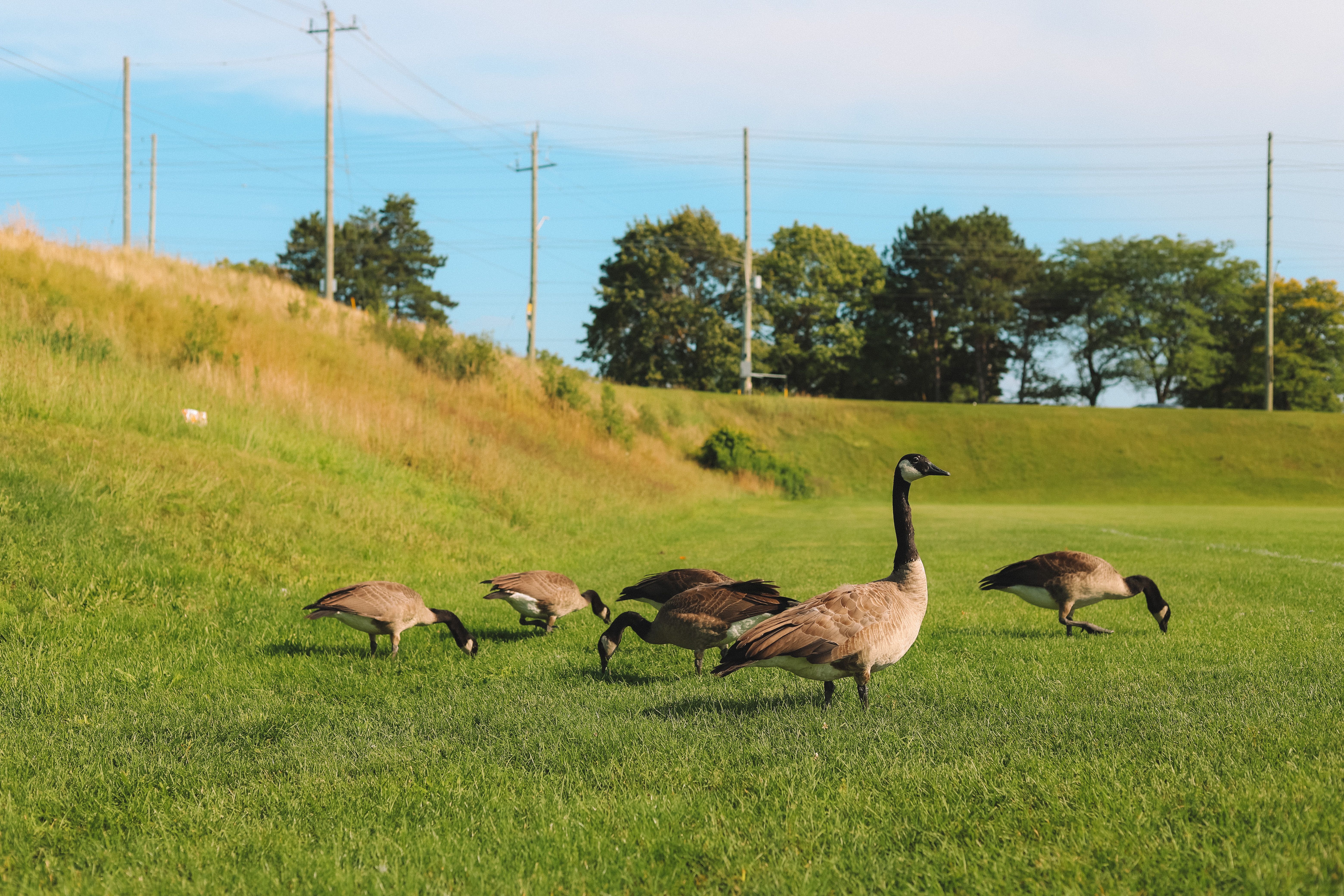 Canada Geese in Countryside · Free Stock Photo