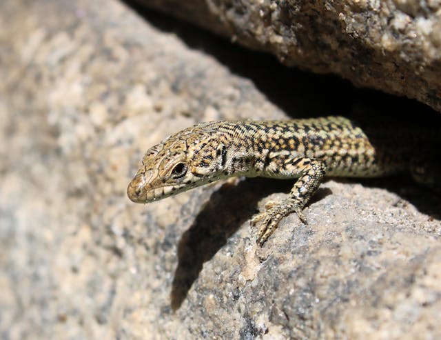 Alligator Lizard Oregon: Ecosystem Guide for Beginners